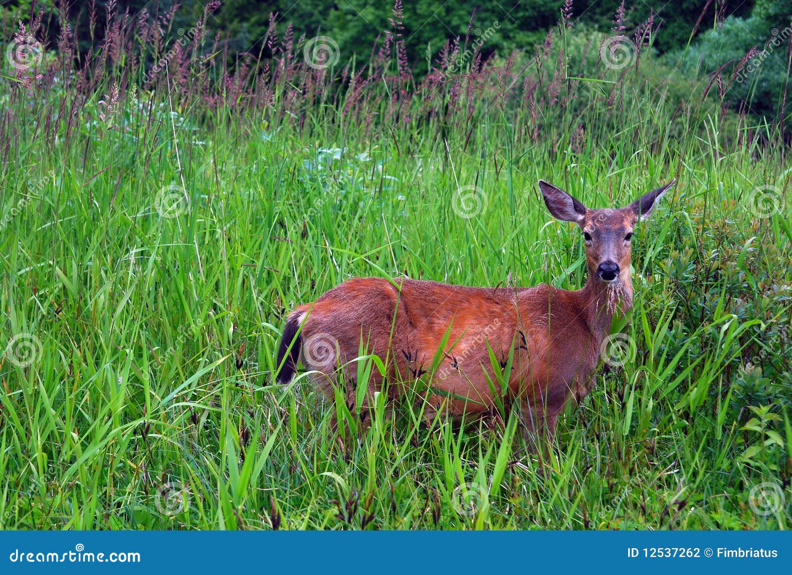 Deer in the grass stock photo. Image of shoot, green - 12537262