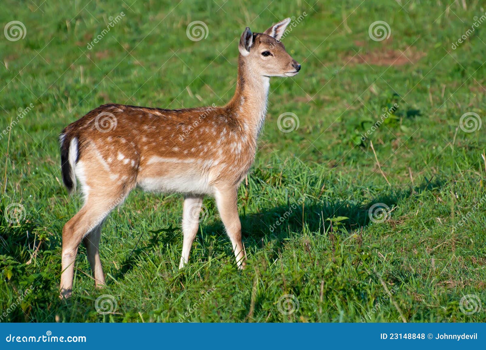 Deer in a Grass stock photo. Image of babies, animal - 23148848