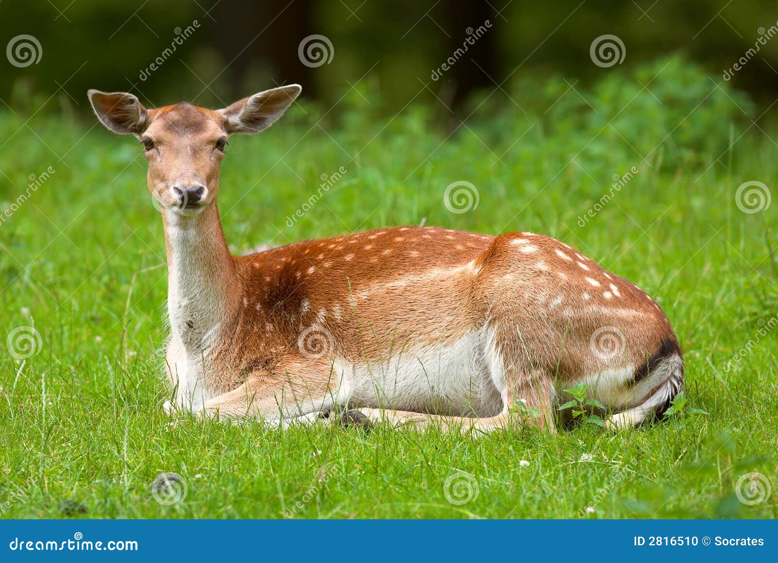 Deer in the grass stock photo. Image of resting, wild - 2816510