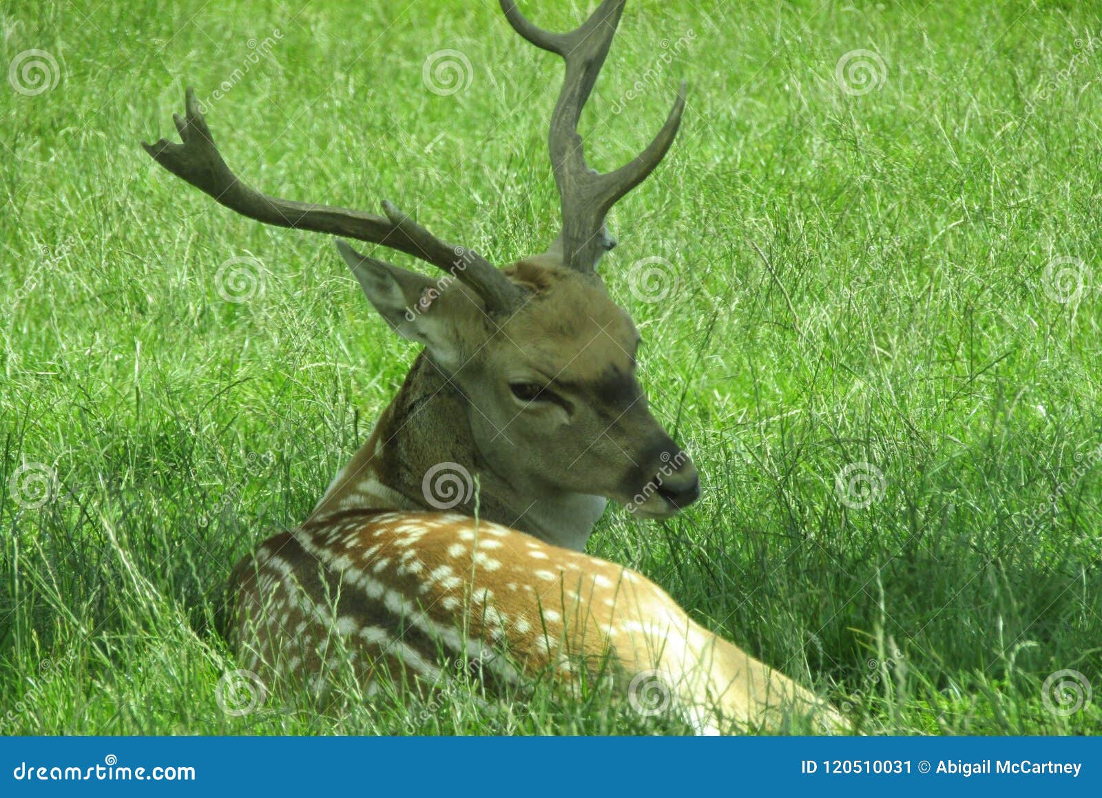 Deer in the Grass stock image. Image of animal, laying - 120510031