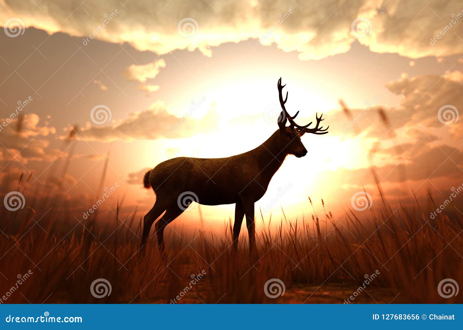 Deer in Grass Field at Sunset Stock Illustration - Illustration of ...