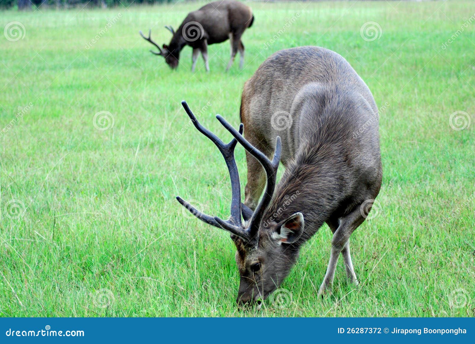 Deer on grass meadow stock photo. Image of antlers, hunter - 26287372