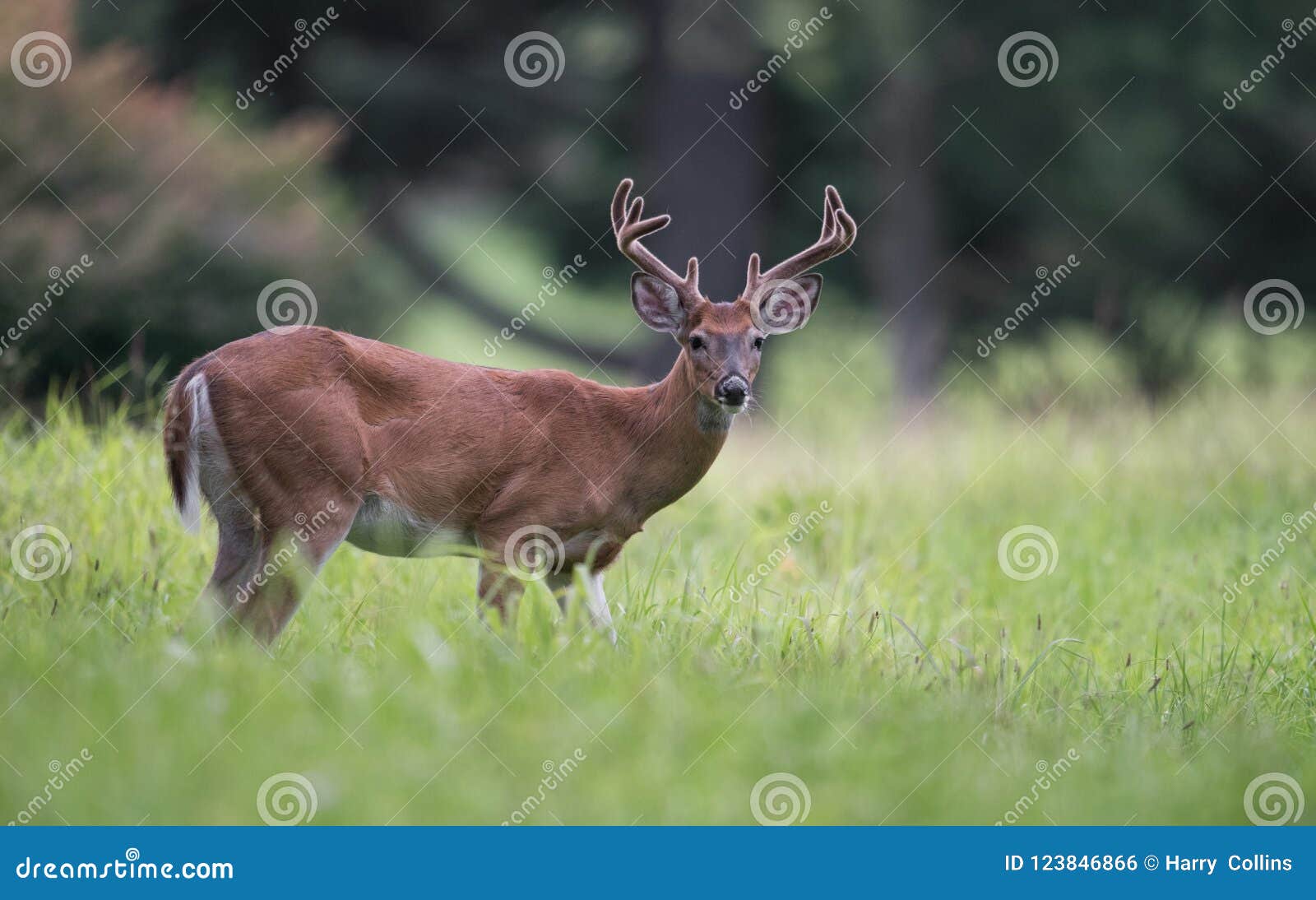 Deer in a Grass Meadow stock photo. Image of grass, america - 123846866