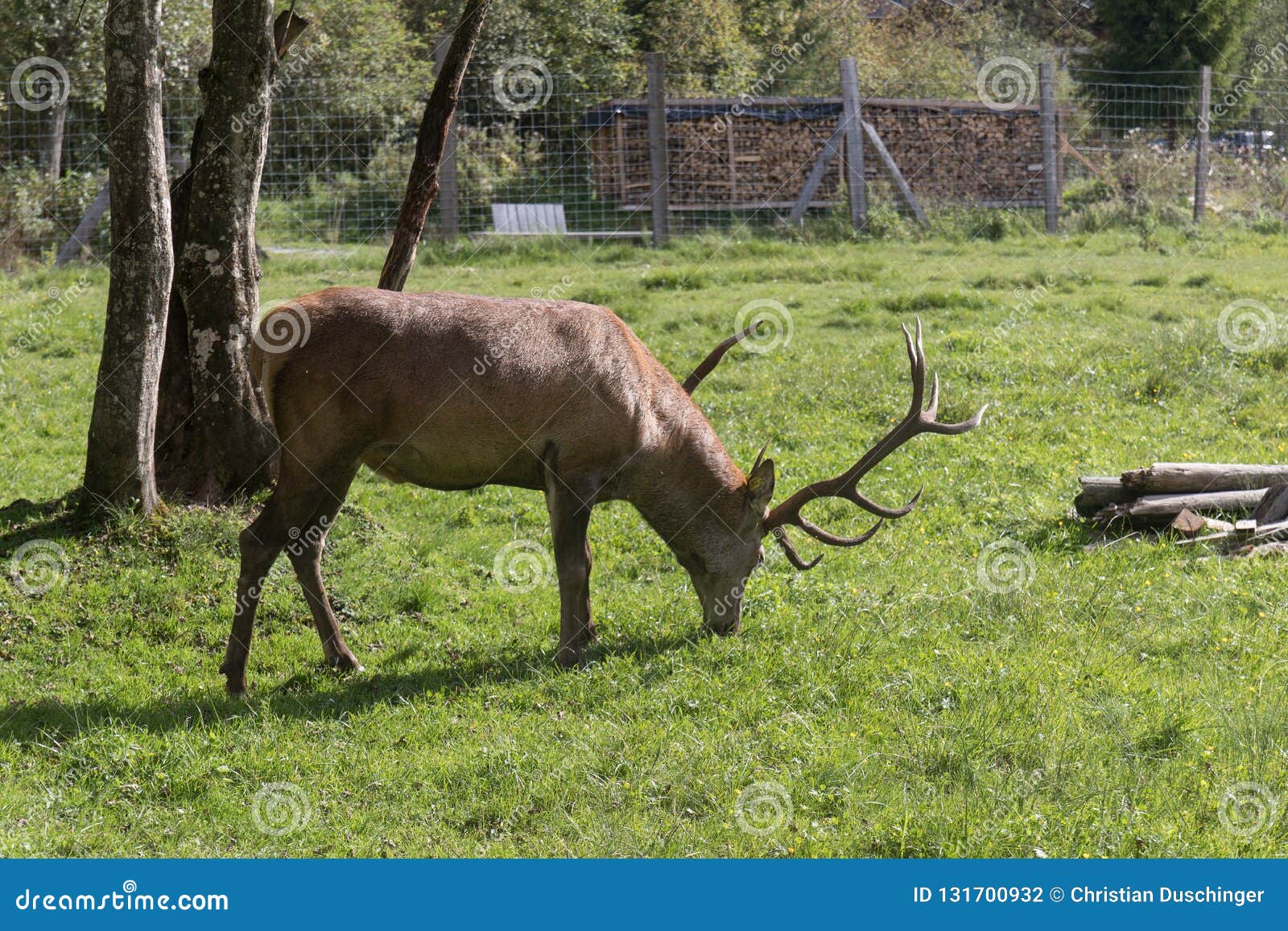 A deer on a grassland stock photo. Image of cervidae - 131700932