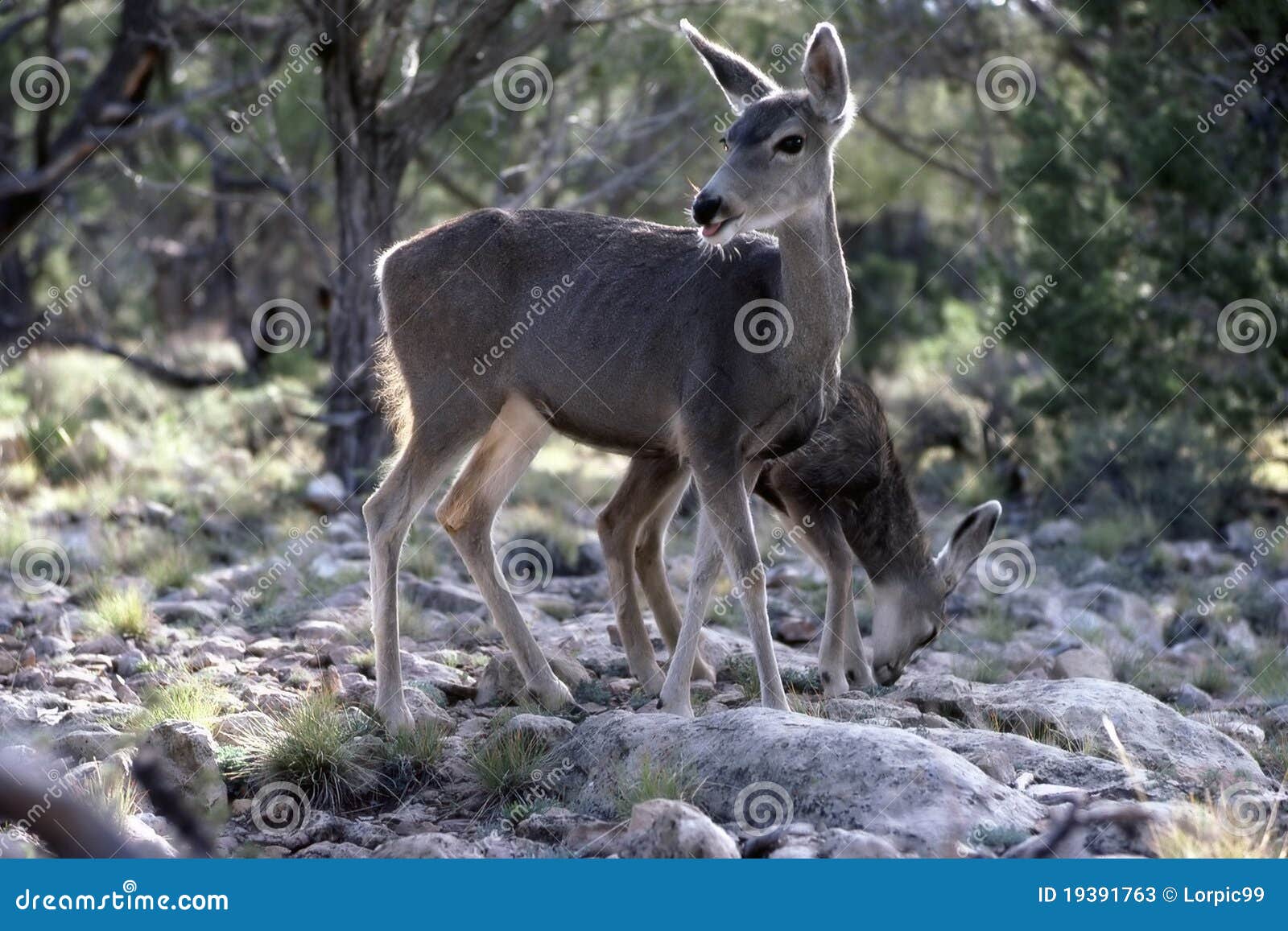 Deer grazing stock image. Image of forest, vegetation - 19391763