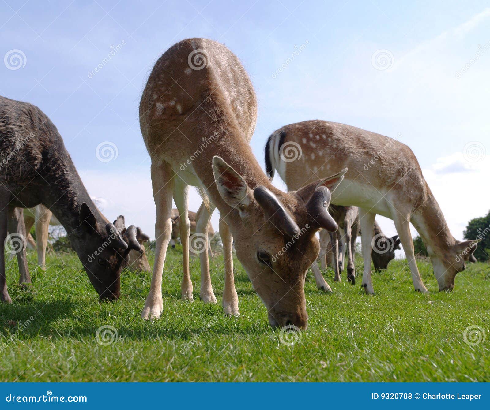 Deer Grazing stock photo. Image of park, mammal, antlers - 9320708