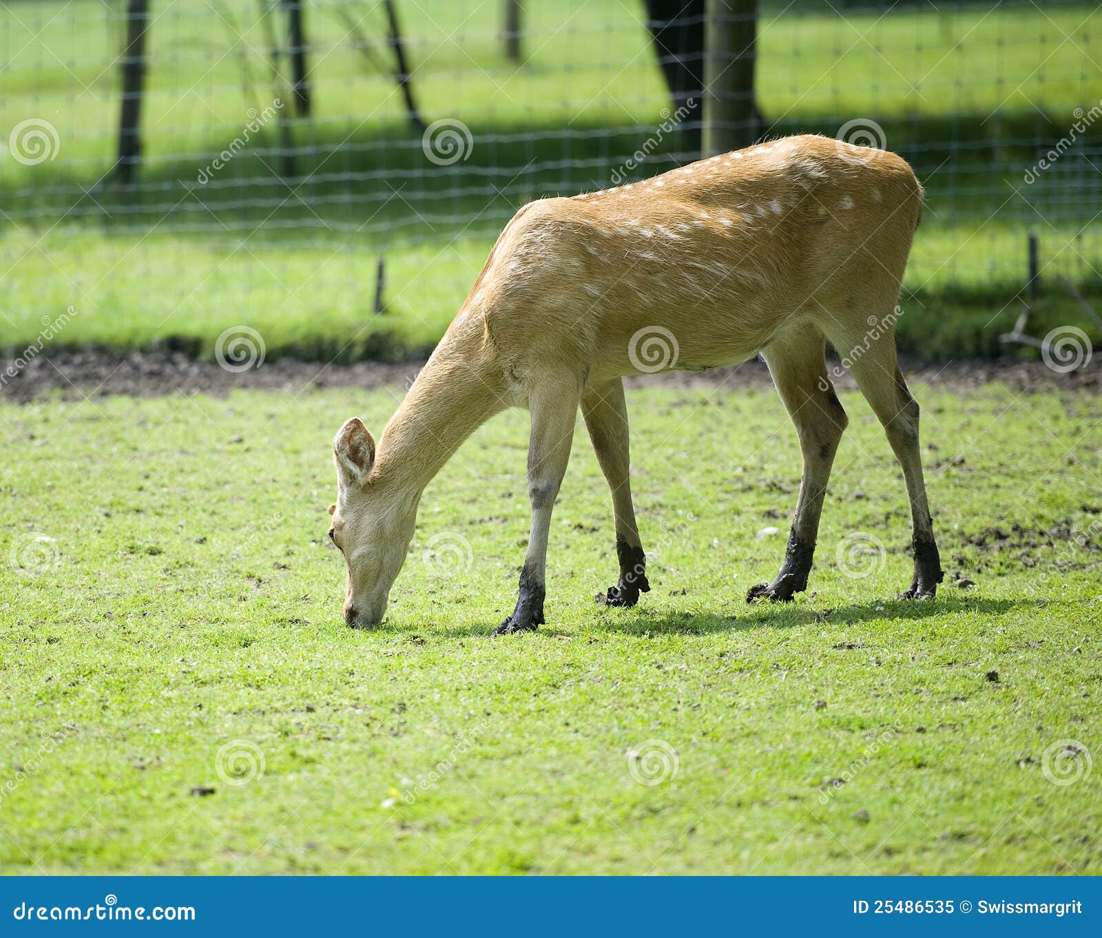 Deer grazing on a farmland stock image. Image of grass - 25486535