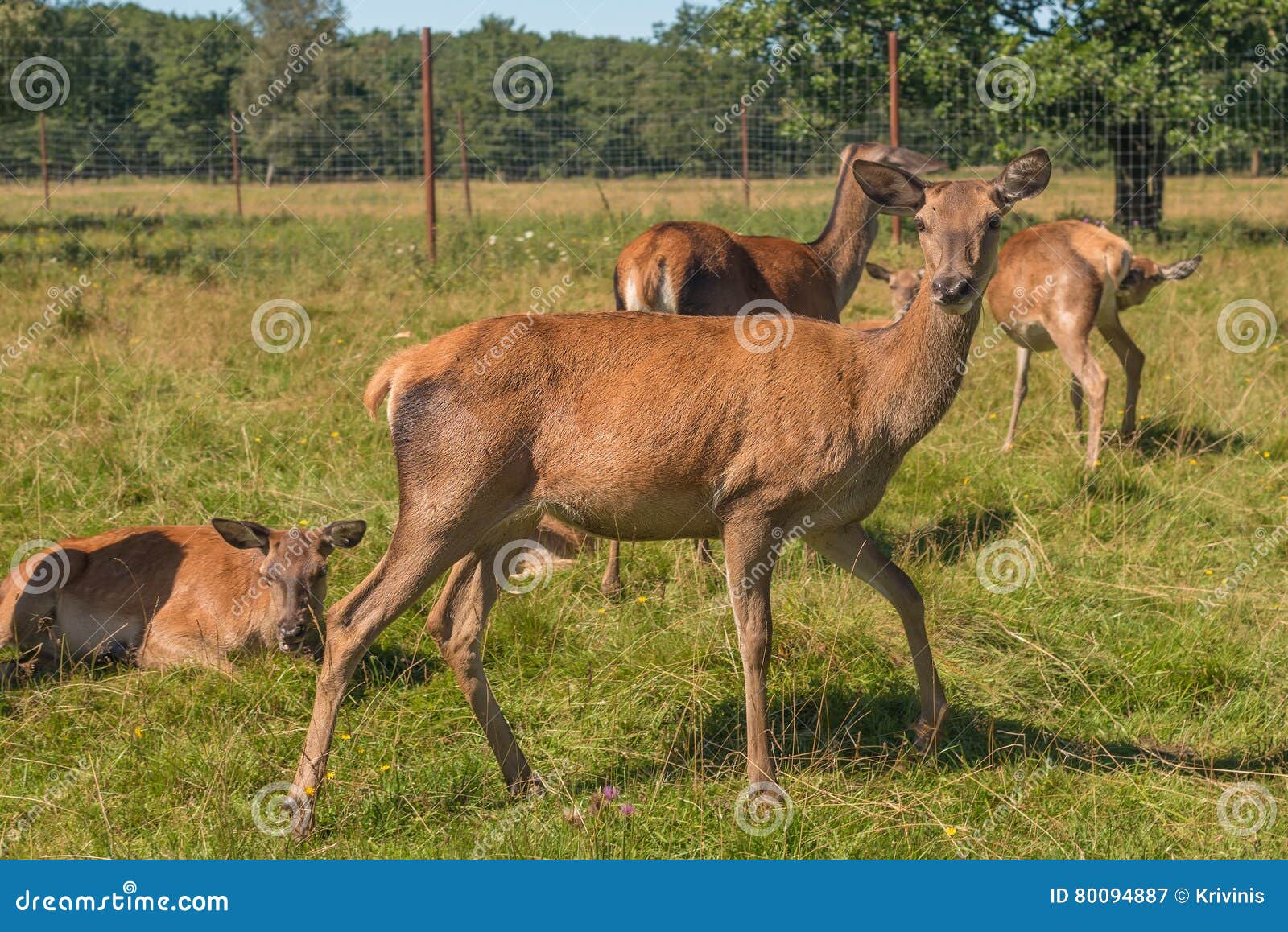 Deer grazing in field stock image. Image of looking, wildlife - 80094887