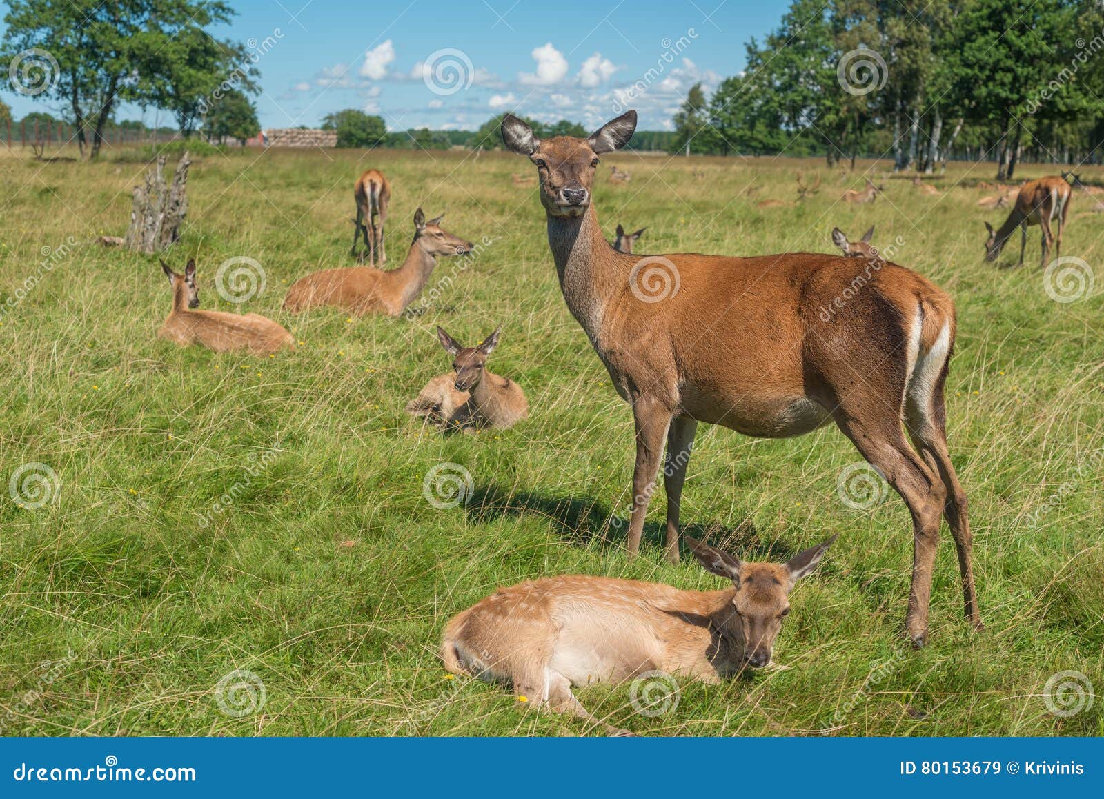Deer grazing in field stock image. Image of season, majestic - 80153679