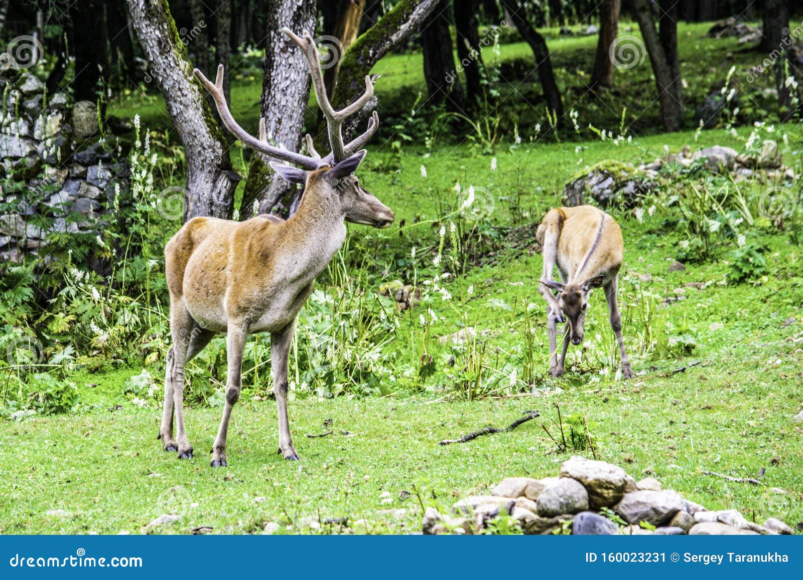Deer and Deer Grazing on Green Grass in a Forest Stock Image - Image of ...