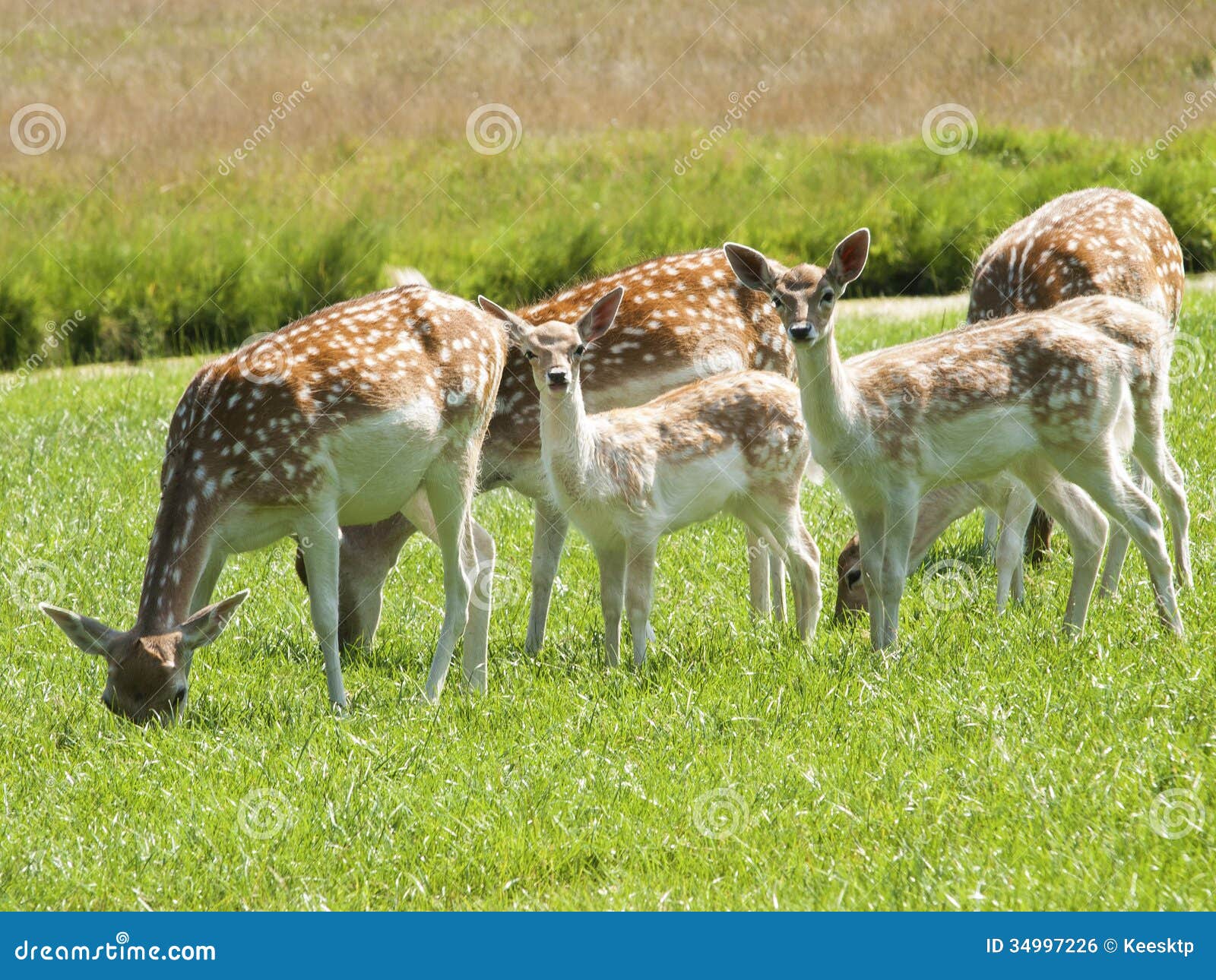 Deer Grazing in a Green Meadow Stock Photo - Image of deer, mammal ...