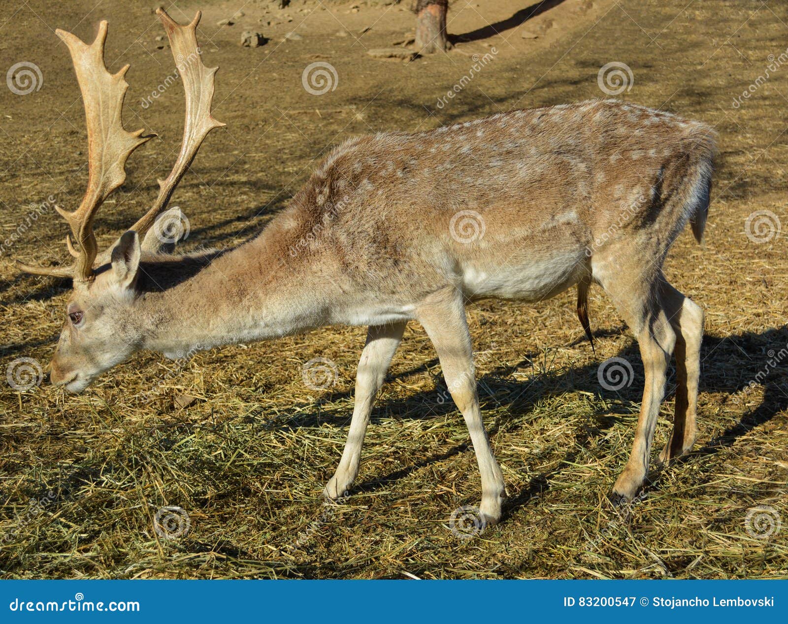 Deer grazing hay stock image. Image of tusk, grazing - 83200547