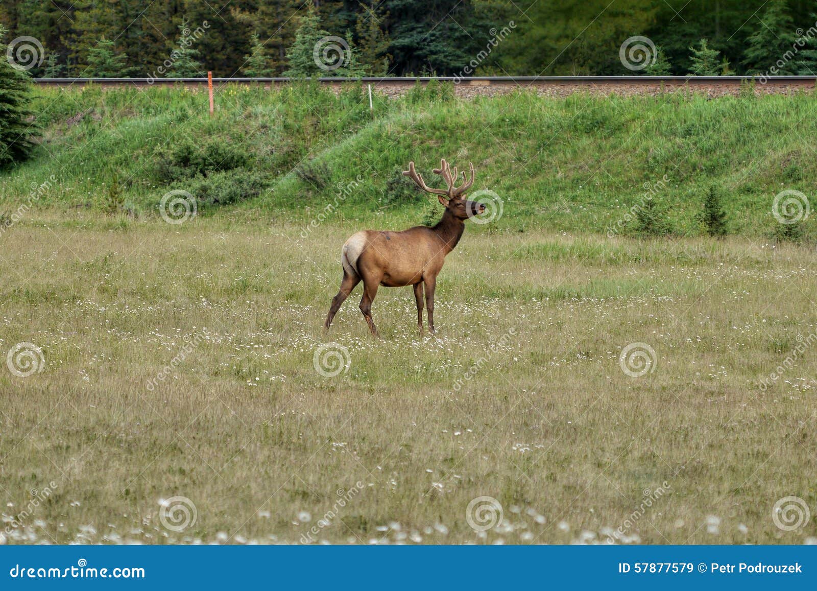 Deer grazing on the meadow stock image. Image of meadow - 57877579