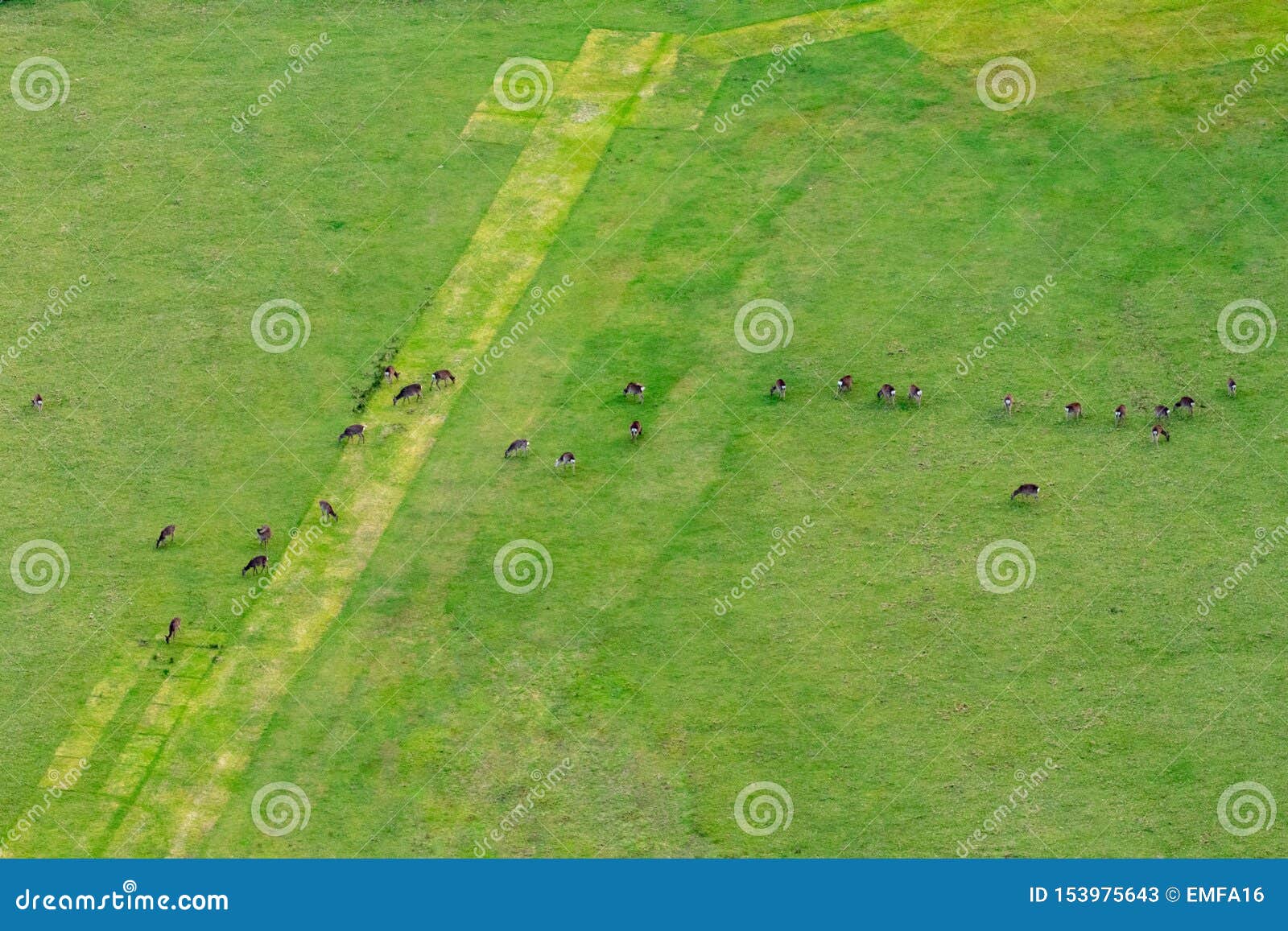 Deer Grazing on a Runway from Above Stock Image - Image of grass ...