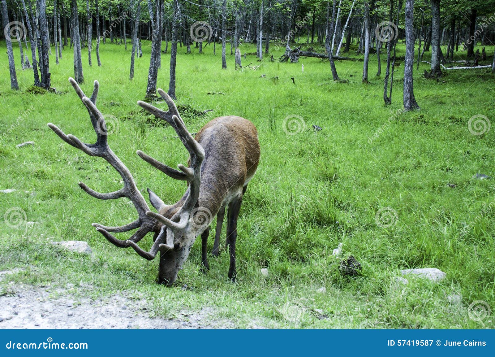Deer grazing stock image. Image of grazing, grass, antlers - 57419587