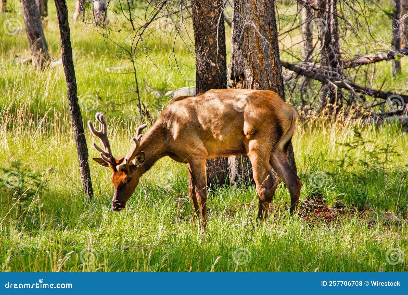 Deer Grazing in Teh Forest with Green Vegetation Stock Photo - Image of ...