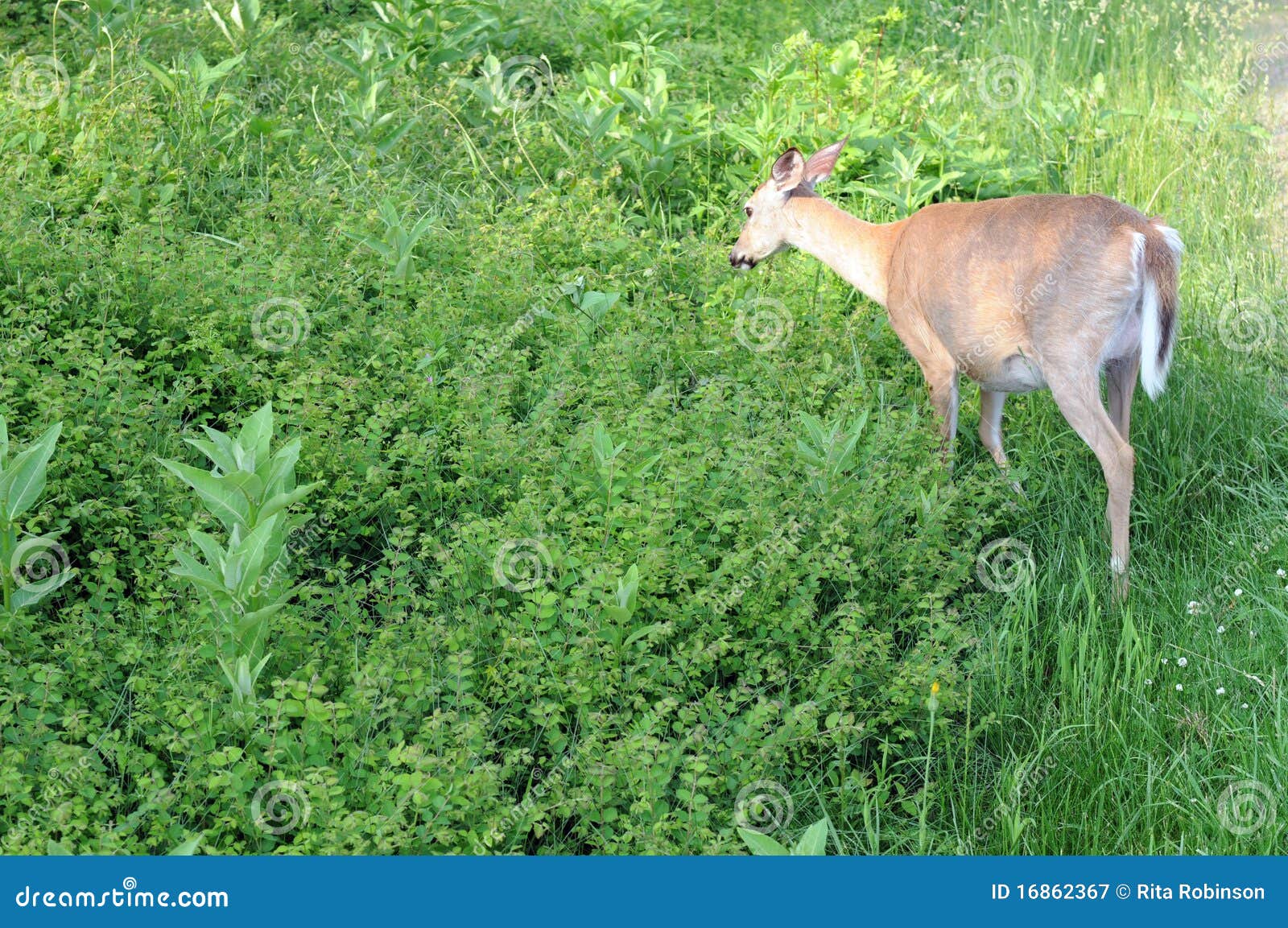 Deer in green stock image. Image of ecosystem, undomesticated - 16862367