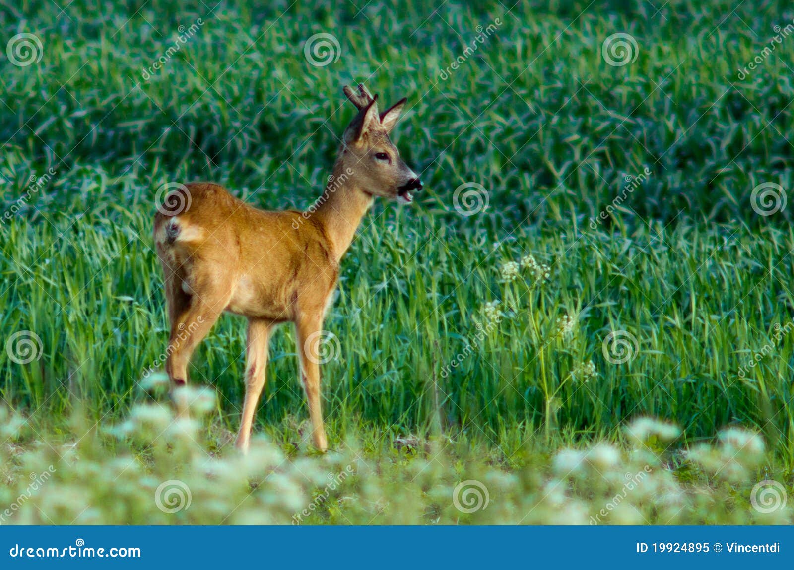 Deer in green field stock image. Image of green, deer - 19924895