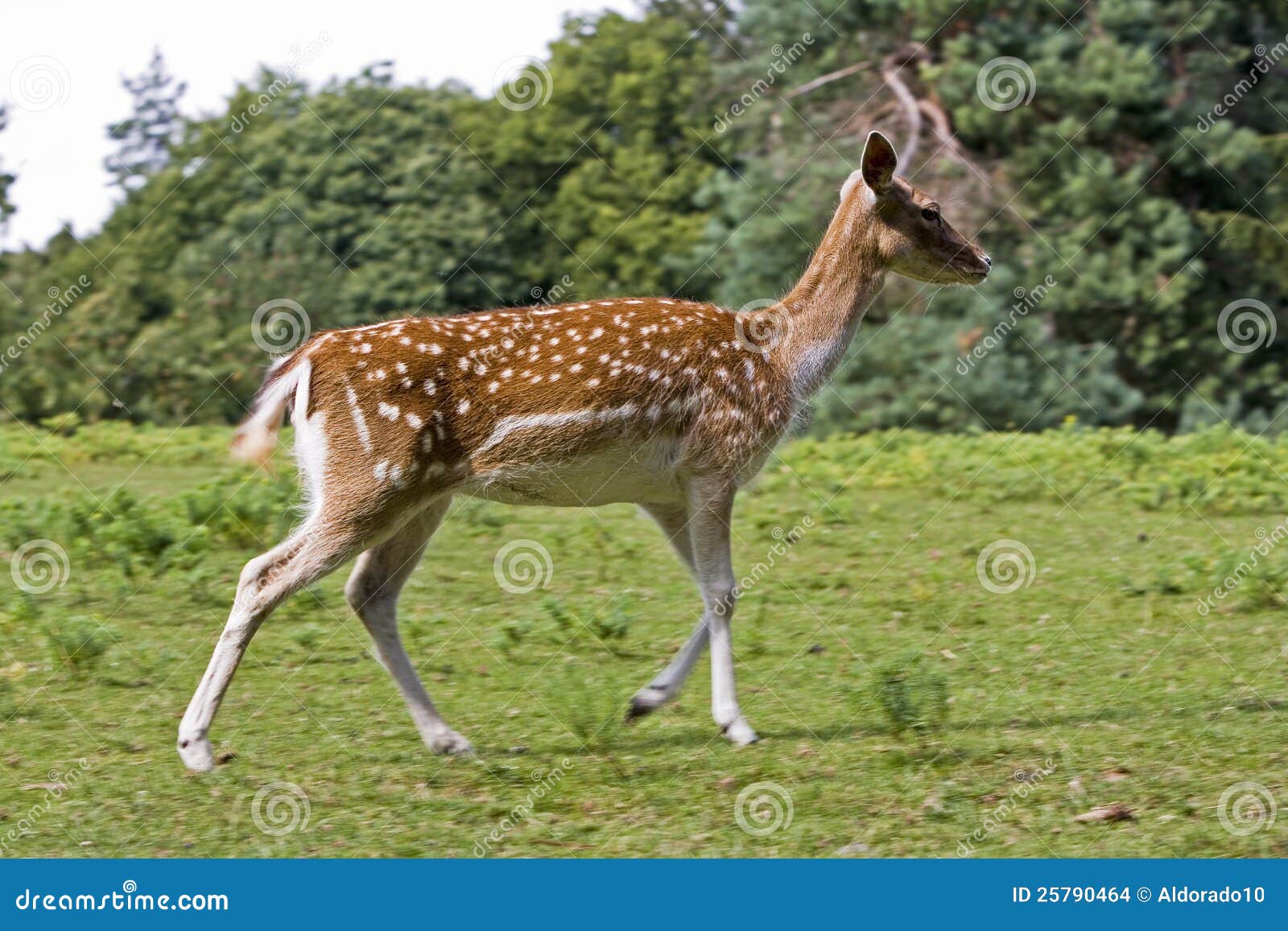 Deer in green field stock photo. Image of rural, single - 25790464