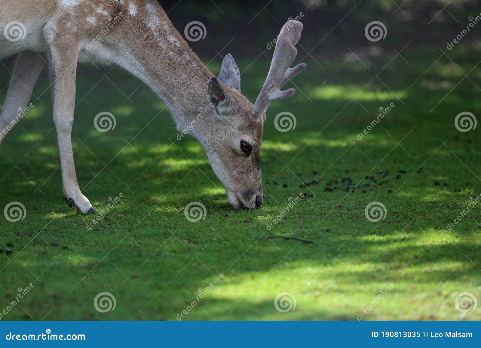Deer in a Green Meadow in the Wild Stock Image - Image of buck, deer ...