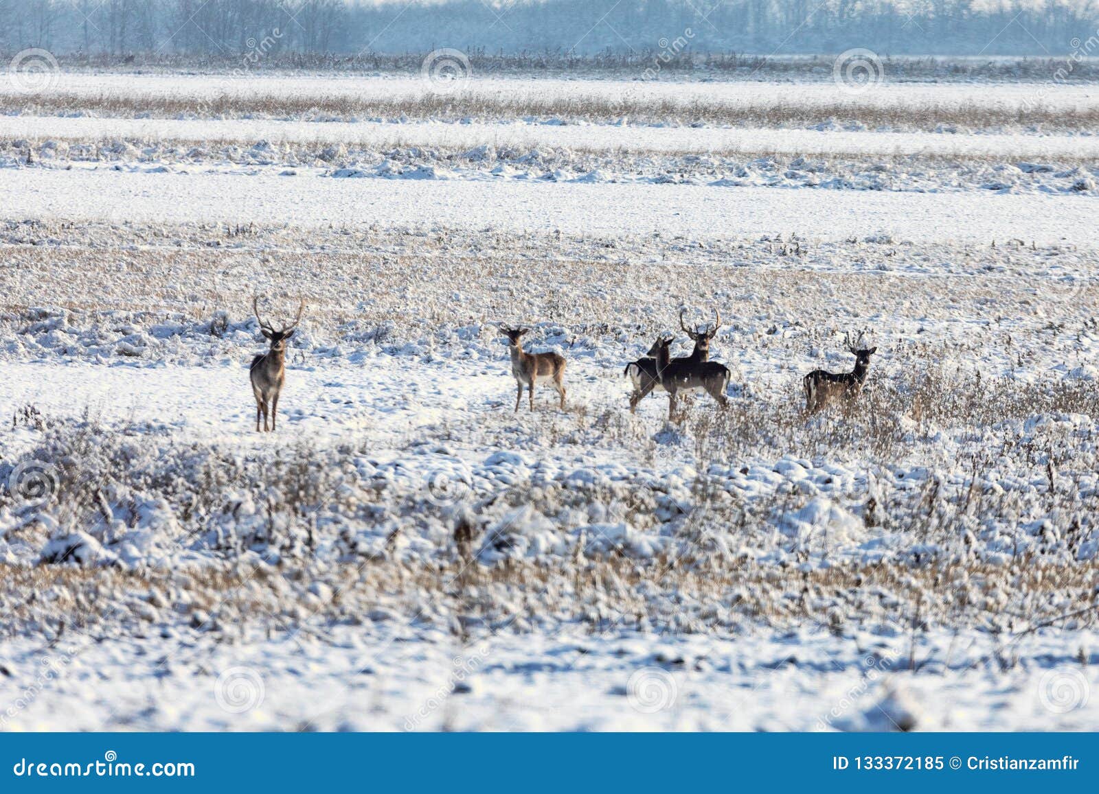 A Deer Group of Red Deer on a Snow Stock Image - Image of field, deer ...