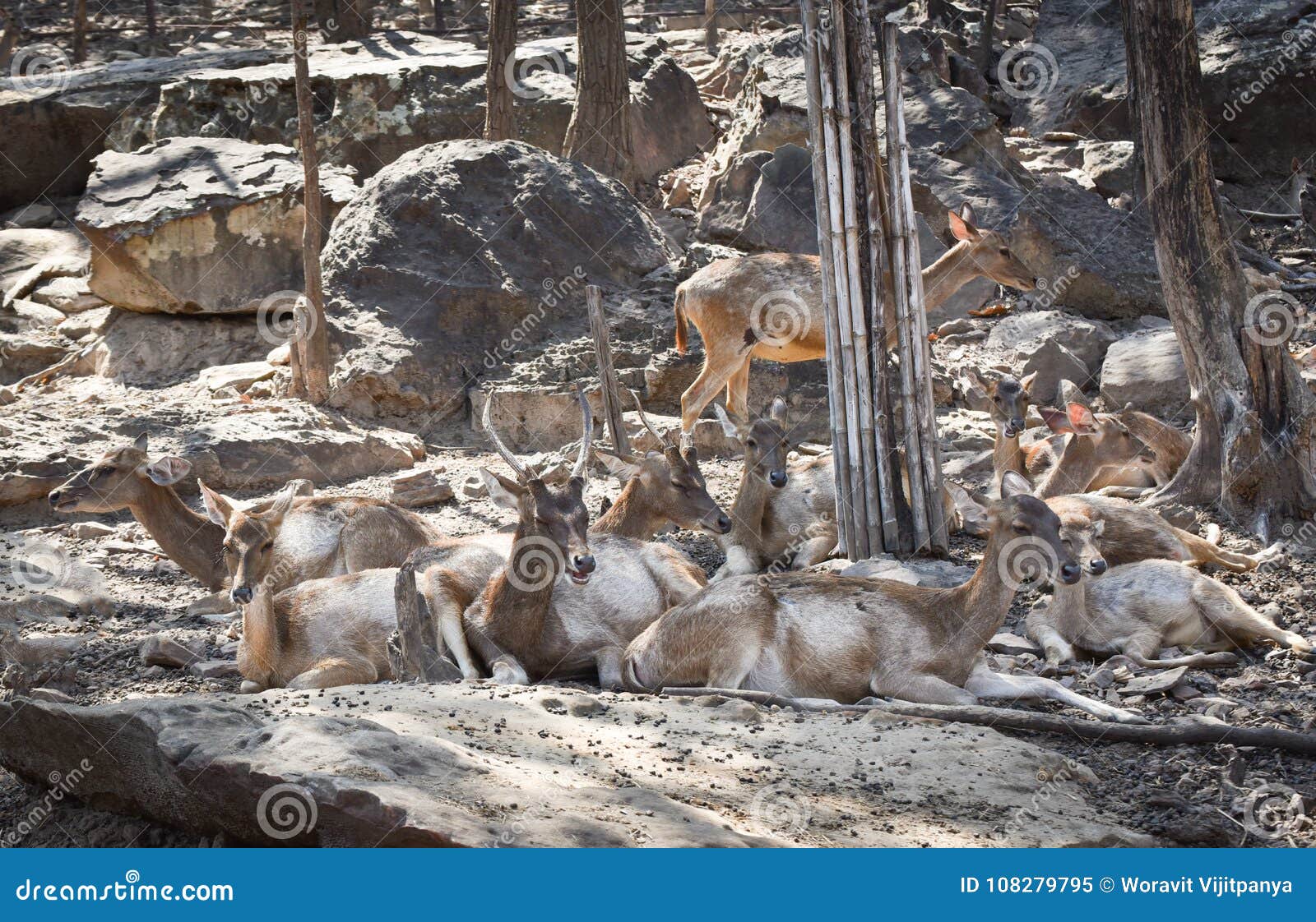 Deer relax stock image. Image of young, nature, brown - 108279795
