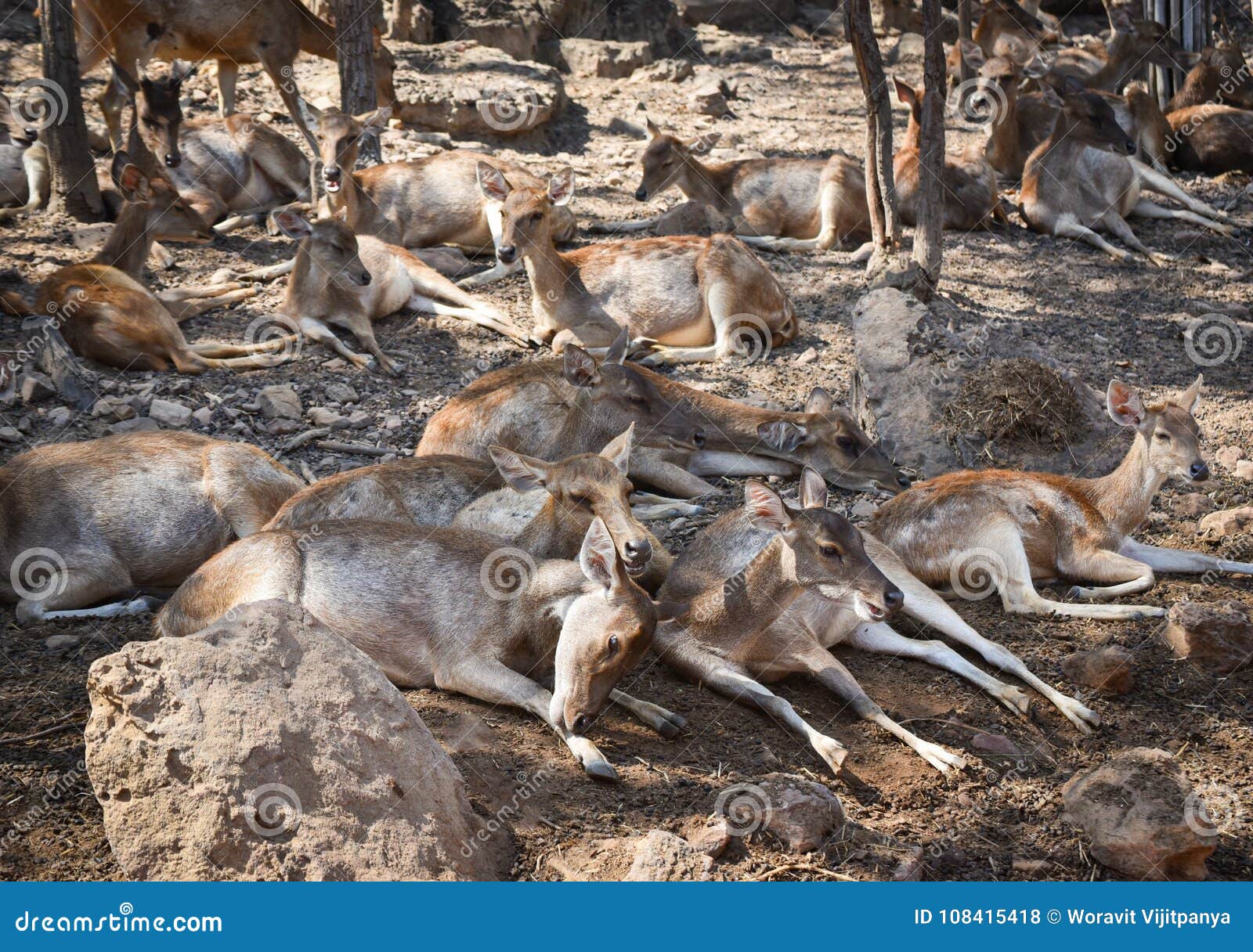 Deer relax on the farm stock photo. Image of herd, rabble - 108415418