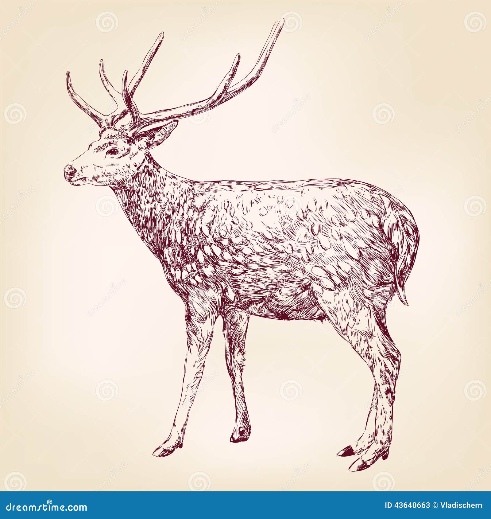 Deer Hand Drawn Vector Llustration Stock Vector - Illustration of deer ...