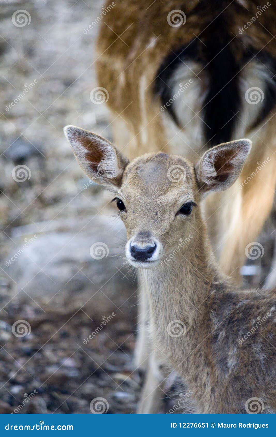 Deer head stock image. Image of herbivore, wilderness - 12276651