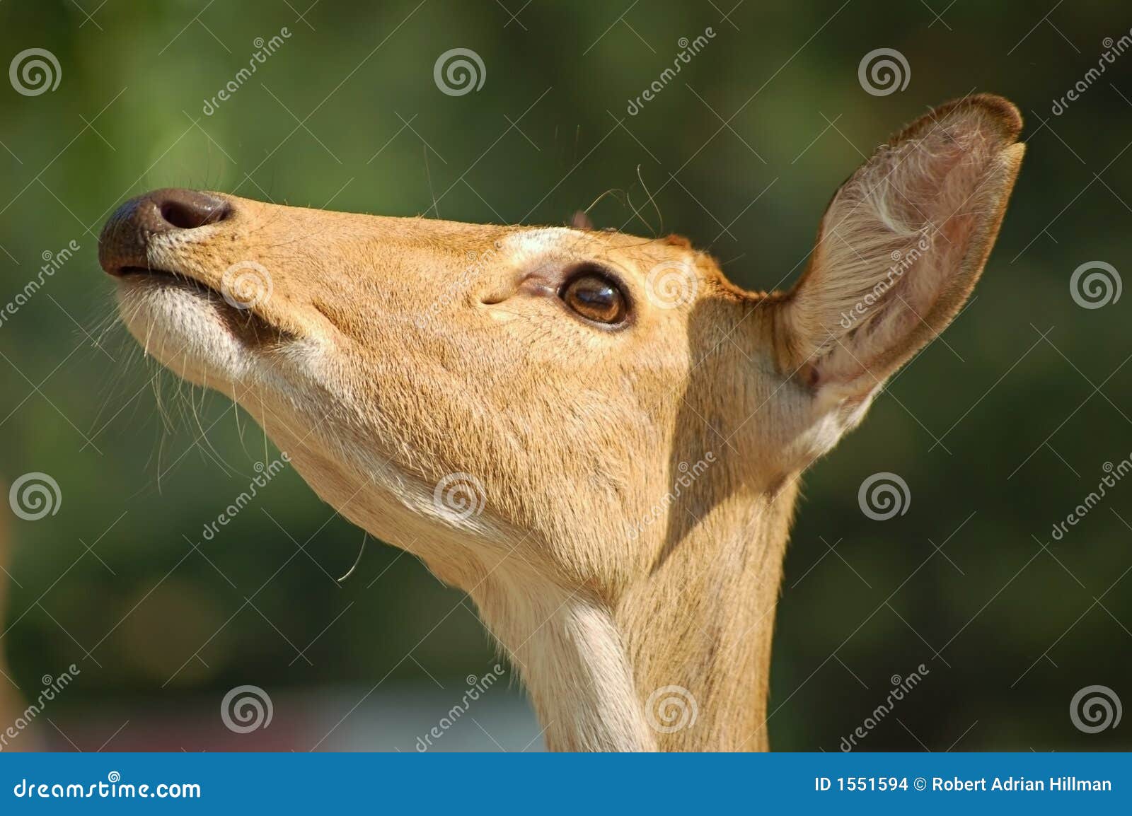 Deer head stock photo. Image of watchful, alert, prey - 1551594