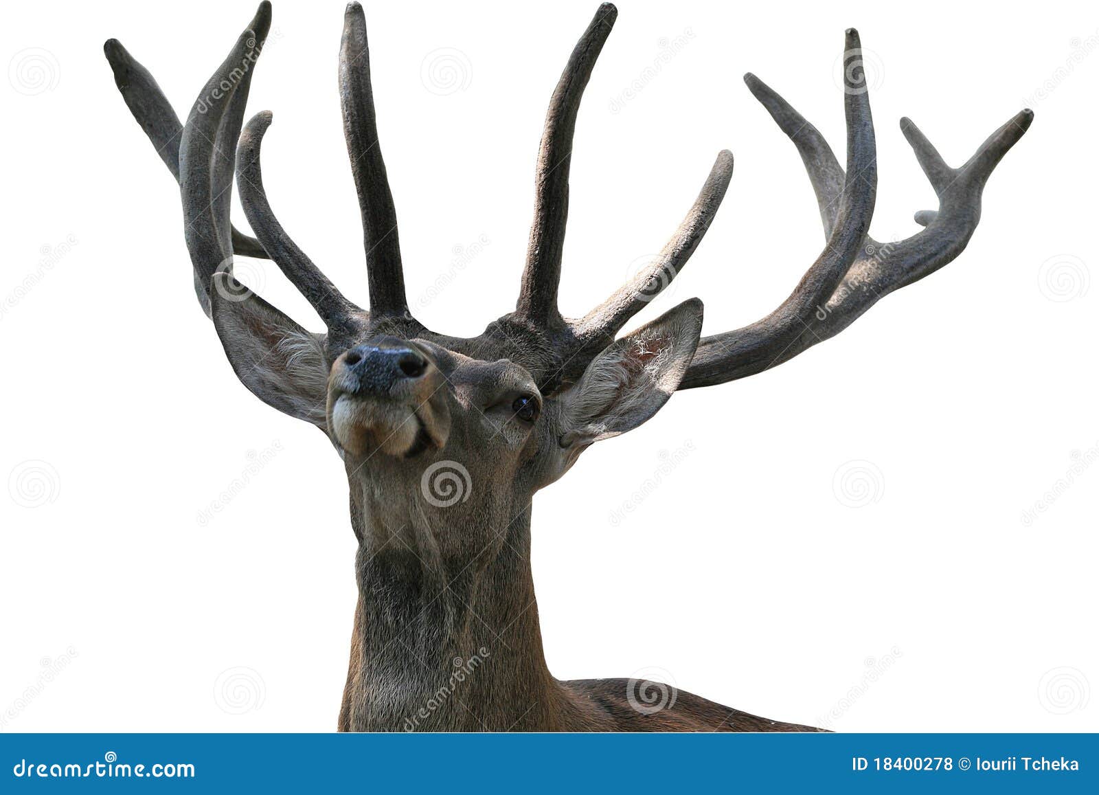 Deer head stock photo. Image of deer, mount, mammal, wildlife - 18400278