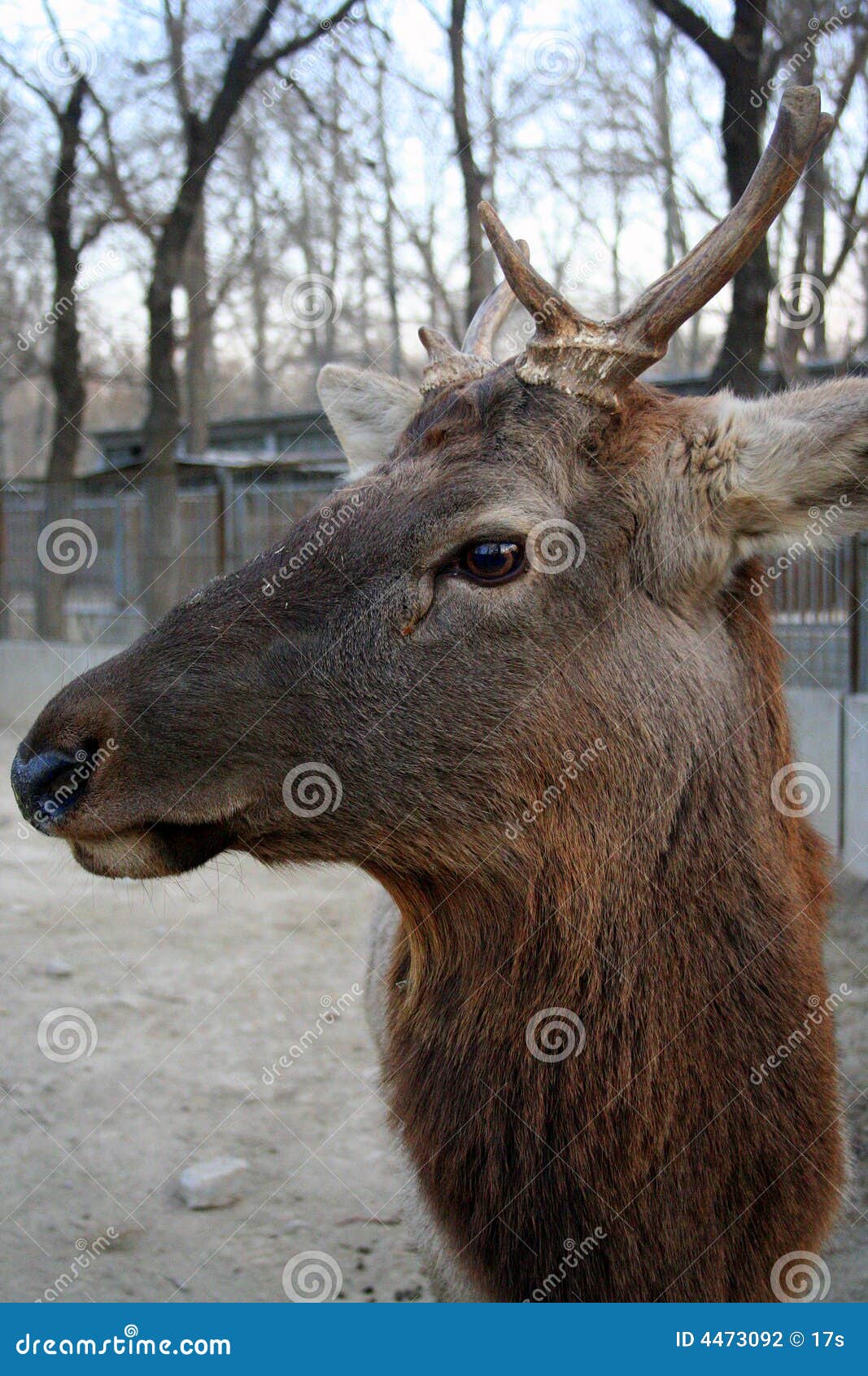 Deer head stock photo. Image of horn, deer, recreation - 4473092