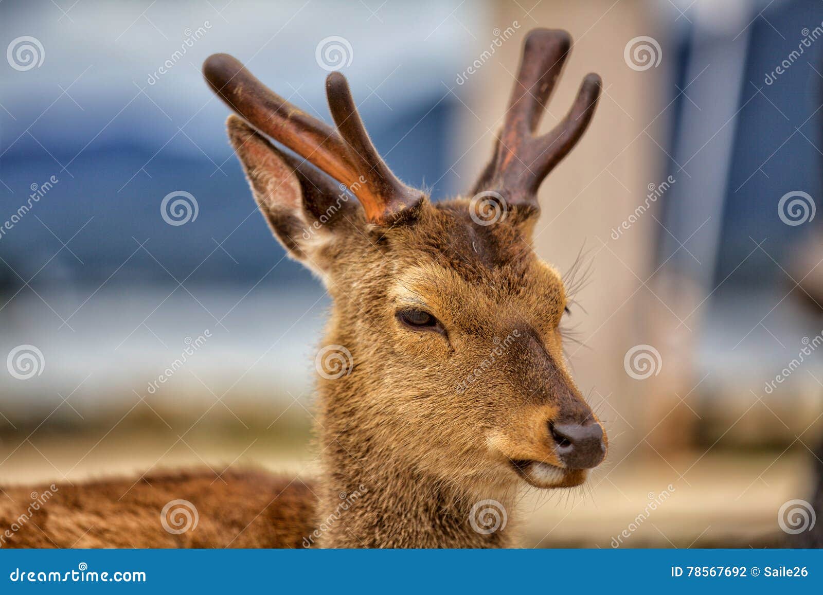 Deer head stock photo. Image of deer, detail, head, animal - 78567692
