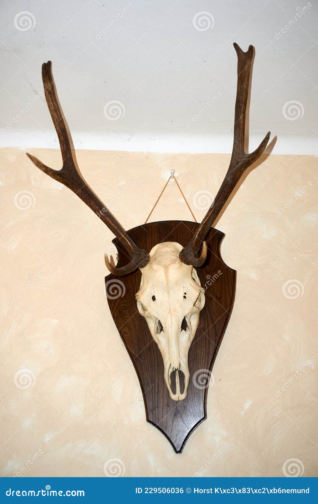 A Deer Head Isolated on White Background Stock Photo - Image of stag ...