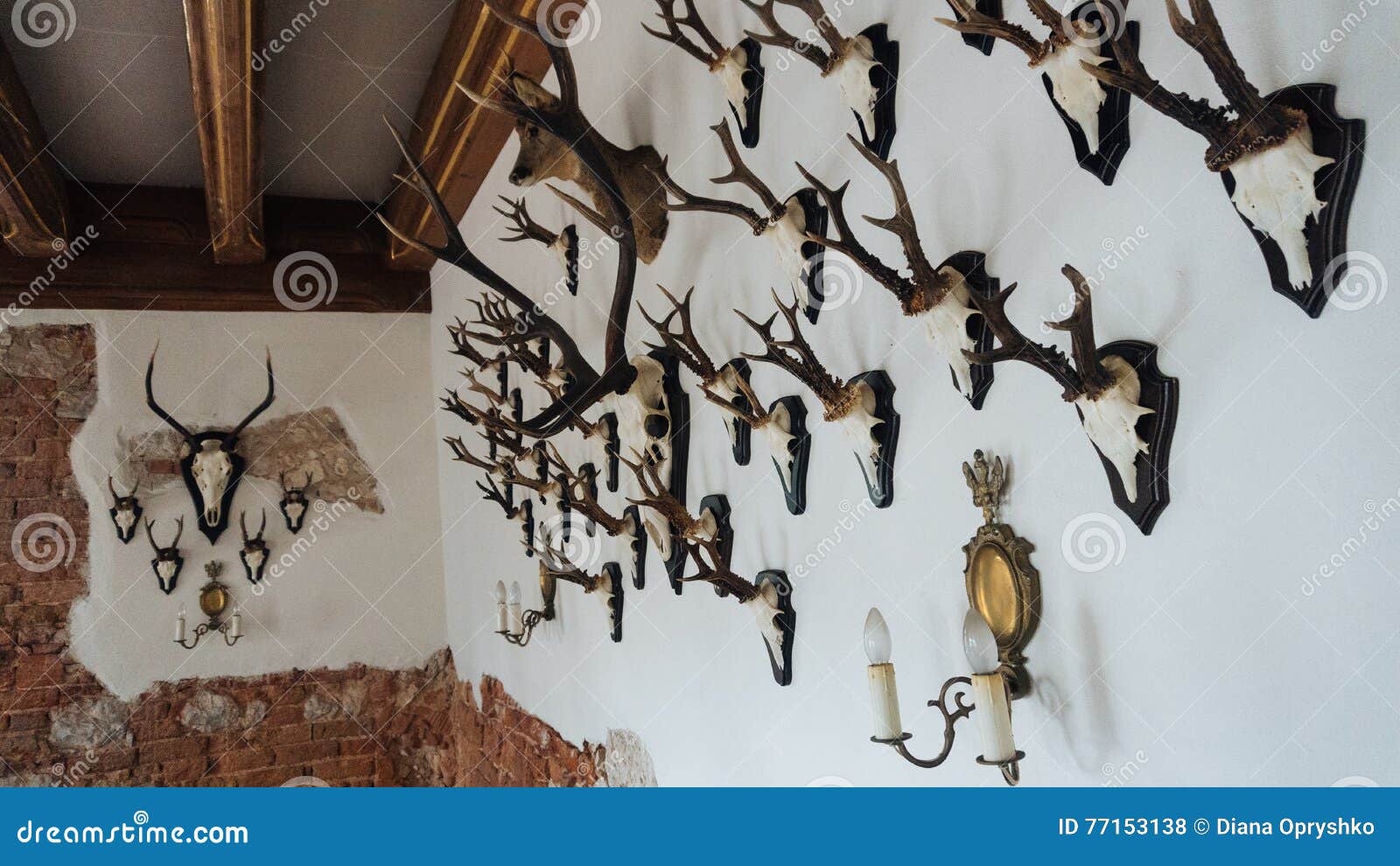 Deer Head Isolated on White Wall Background Stock Photo - Image of deer ...