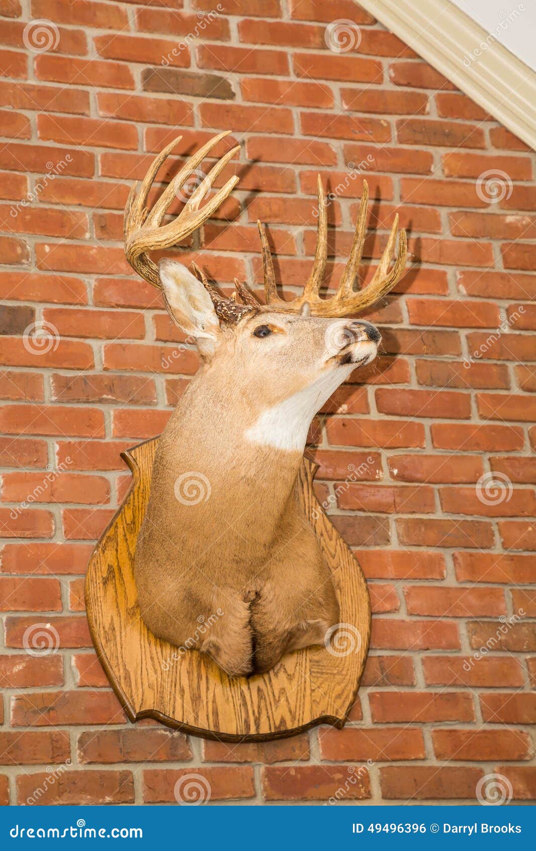 Deer Head Mounted on Brick Wall from Below Stock Photo - Image of ...