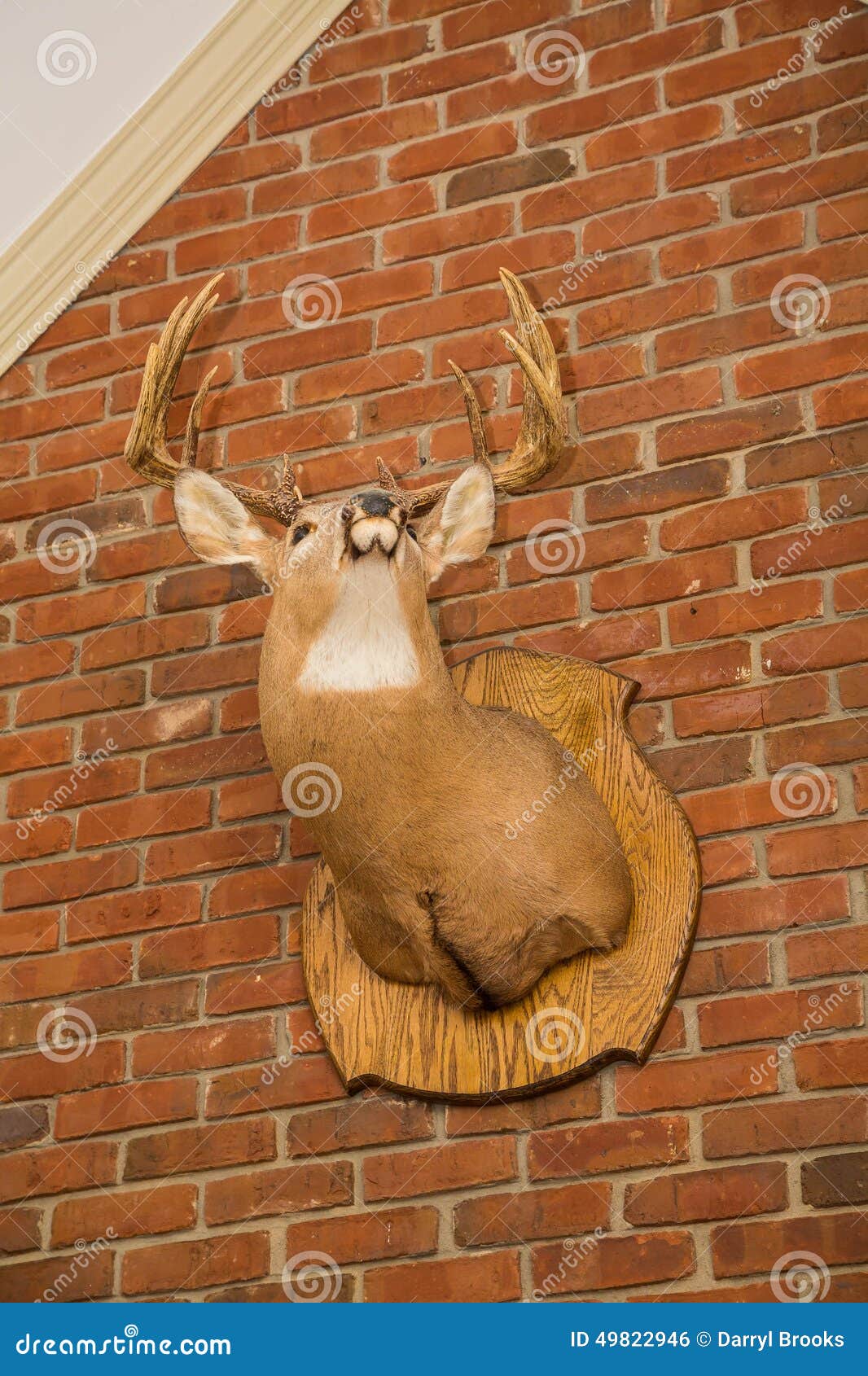 Deer Head Mounted on Brick Wall Stock Photo - Image of interior, front ...