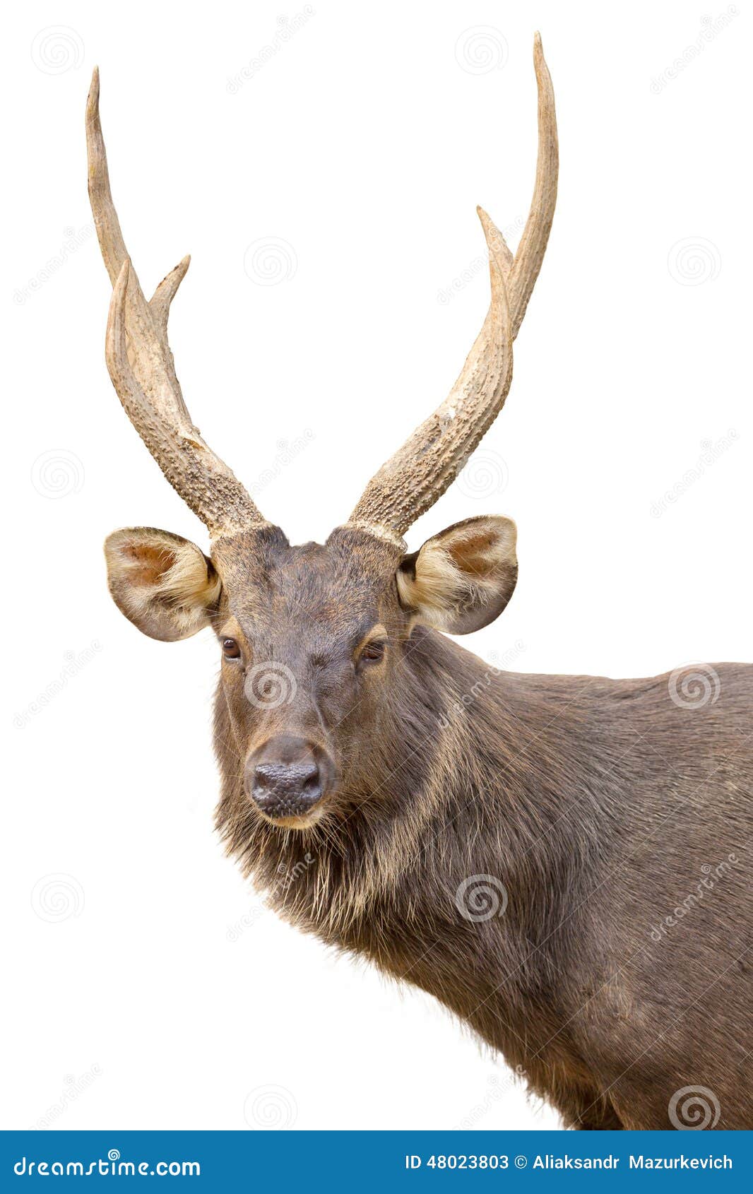 Deer Head Portrait Isolated on White Stock Image - Image of close ...