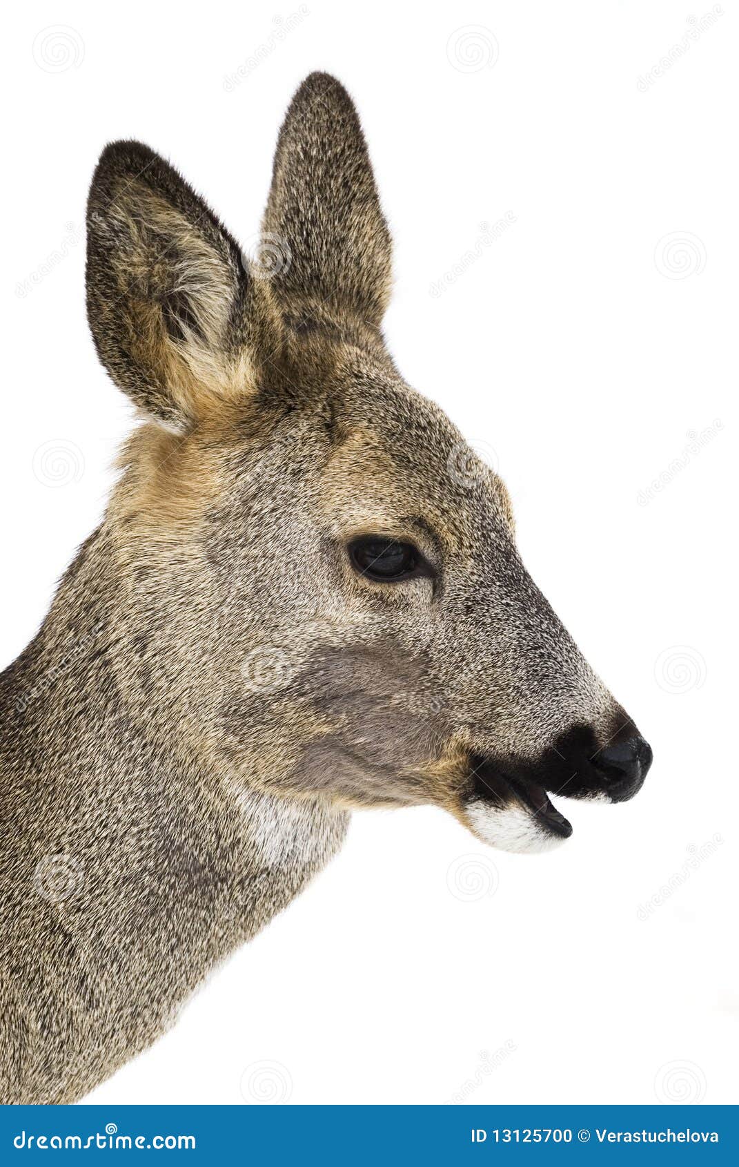 Deer head profile isolated stock photo. Image of hearing - 13125700