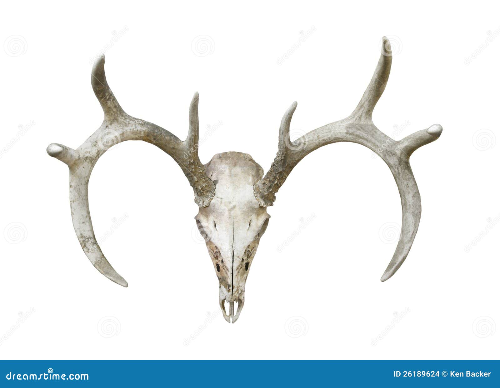 Deer Head Skull and Antlers Isolated Stock Photo - Image of antlers ...