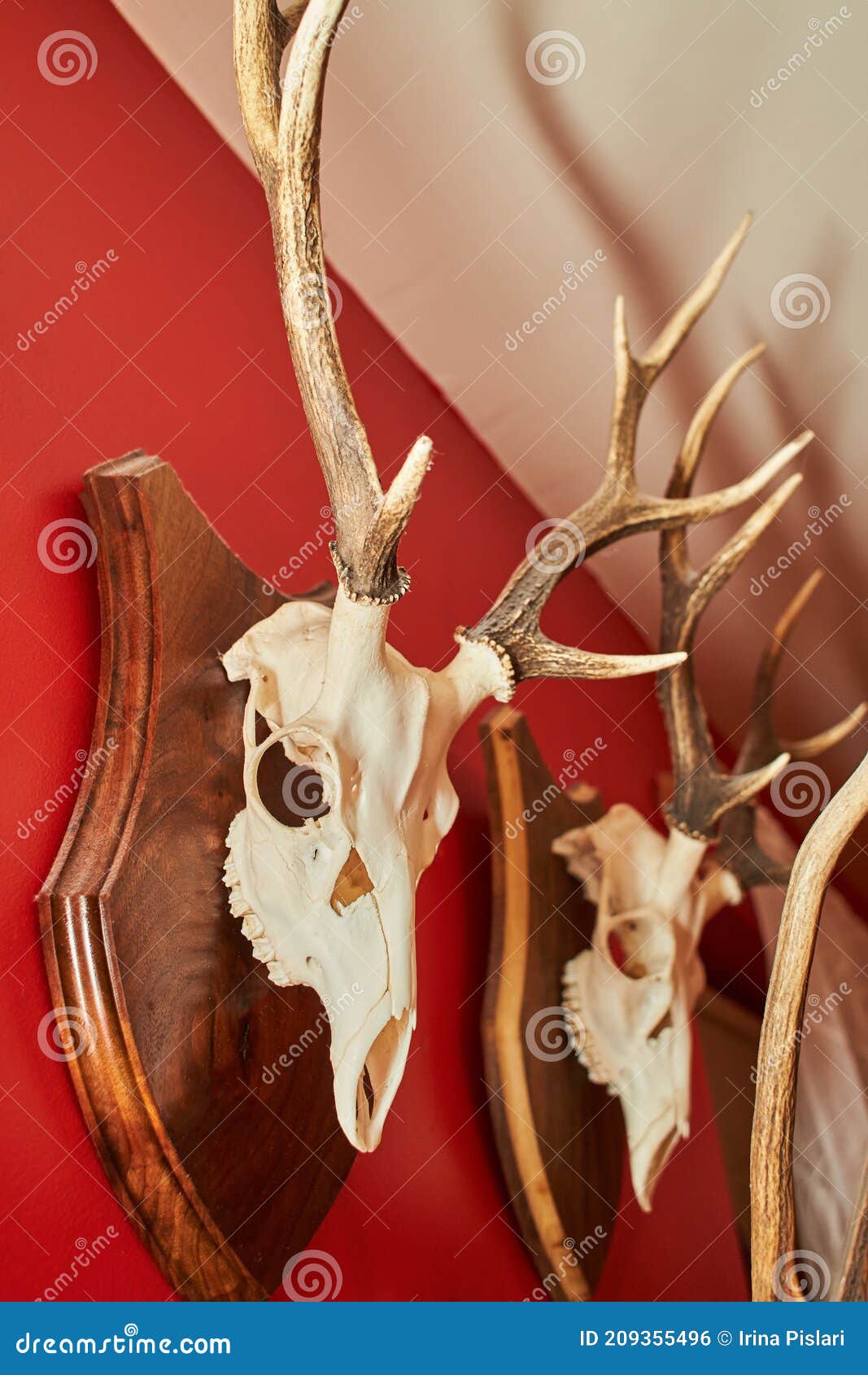 Deer Head Trophy Collection on a Red Wall. Stock Photo - Image of deer ...
