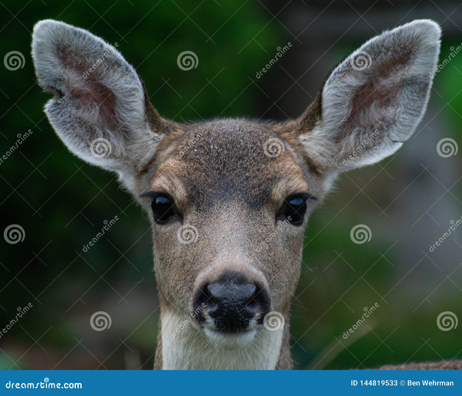 Deer Portrait stock image. Image of deer, macro, ears - 144819533