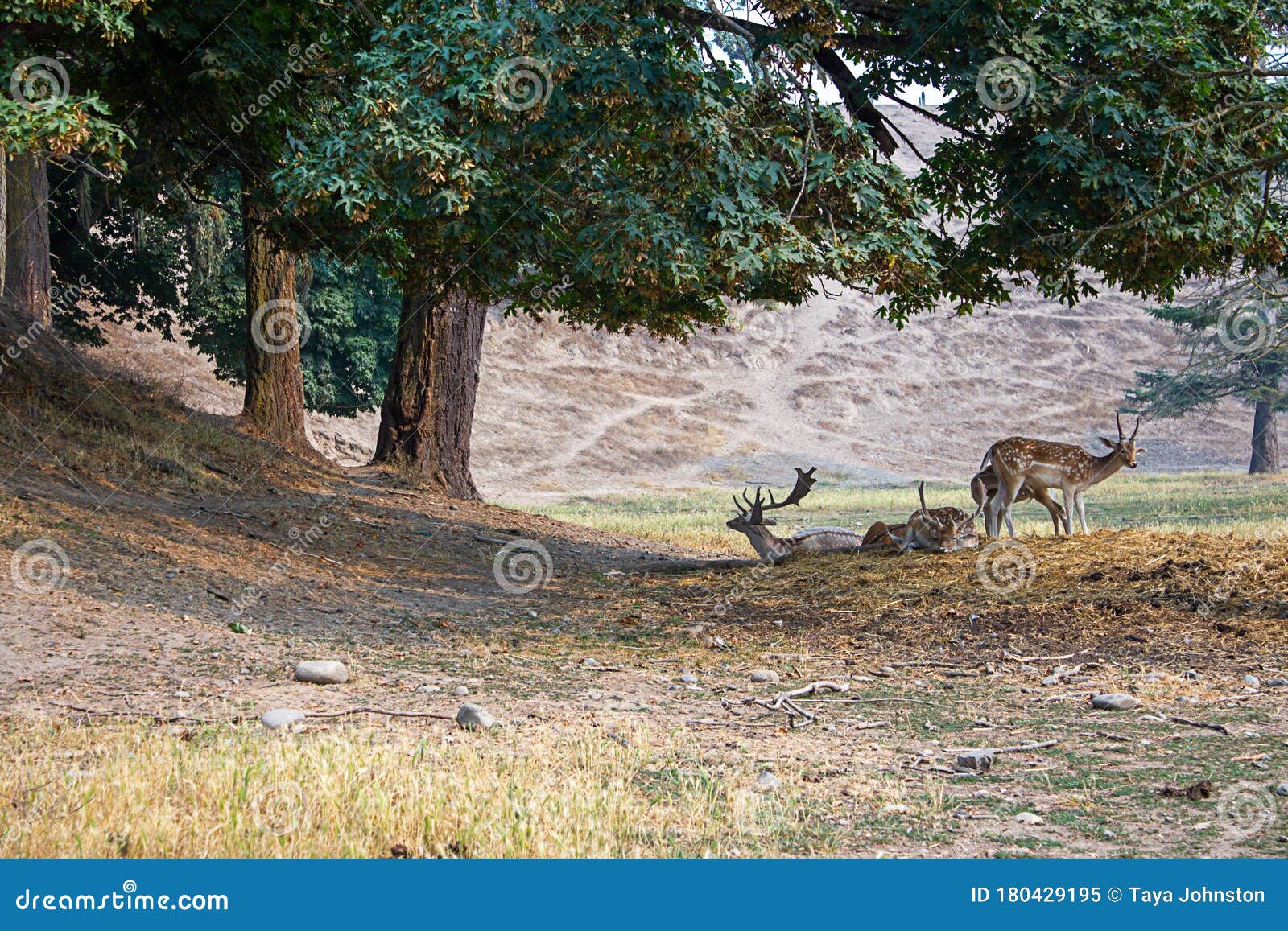 Deer Heard Together in Wilderness Area with Grass and Trees Stock Image ...