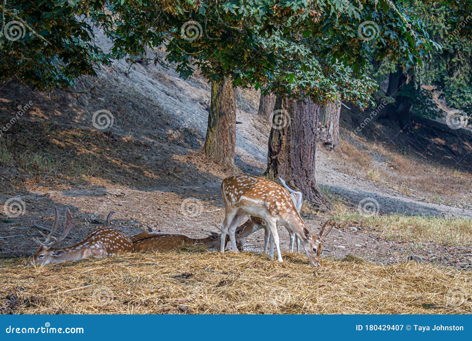 Deer Heard Together in Wilderness Area with Grass and Trees Stock Image ...