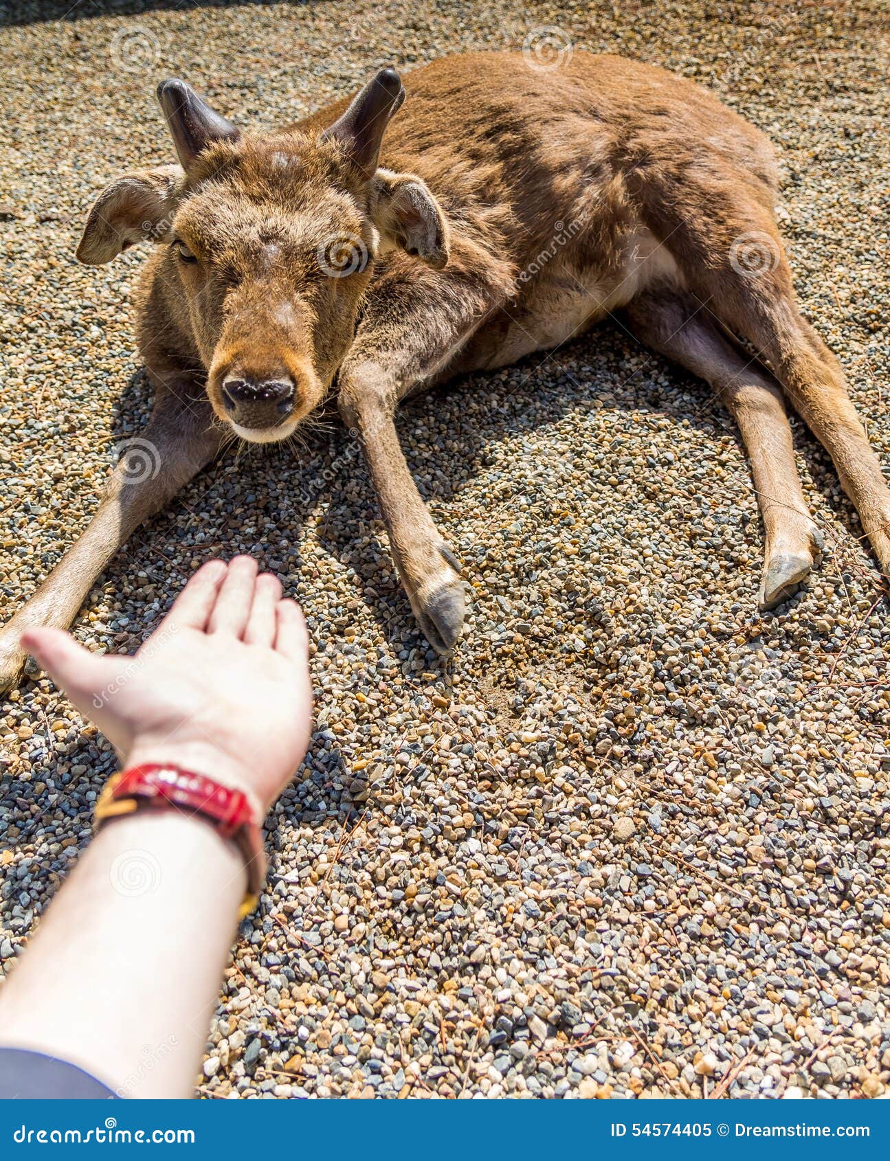 Deer stock image. Image of forest, help, forestry, helping - 54574405