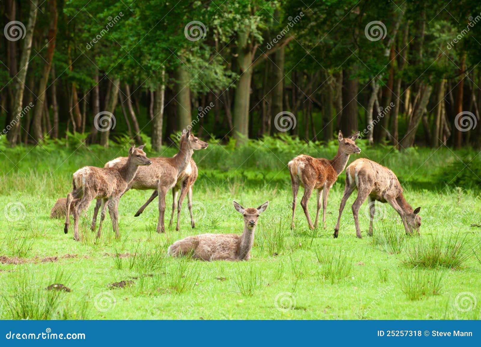 Deer Herd Royalty Free Stock Photos - Image: 25257318