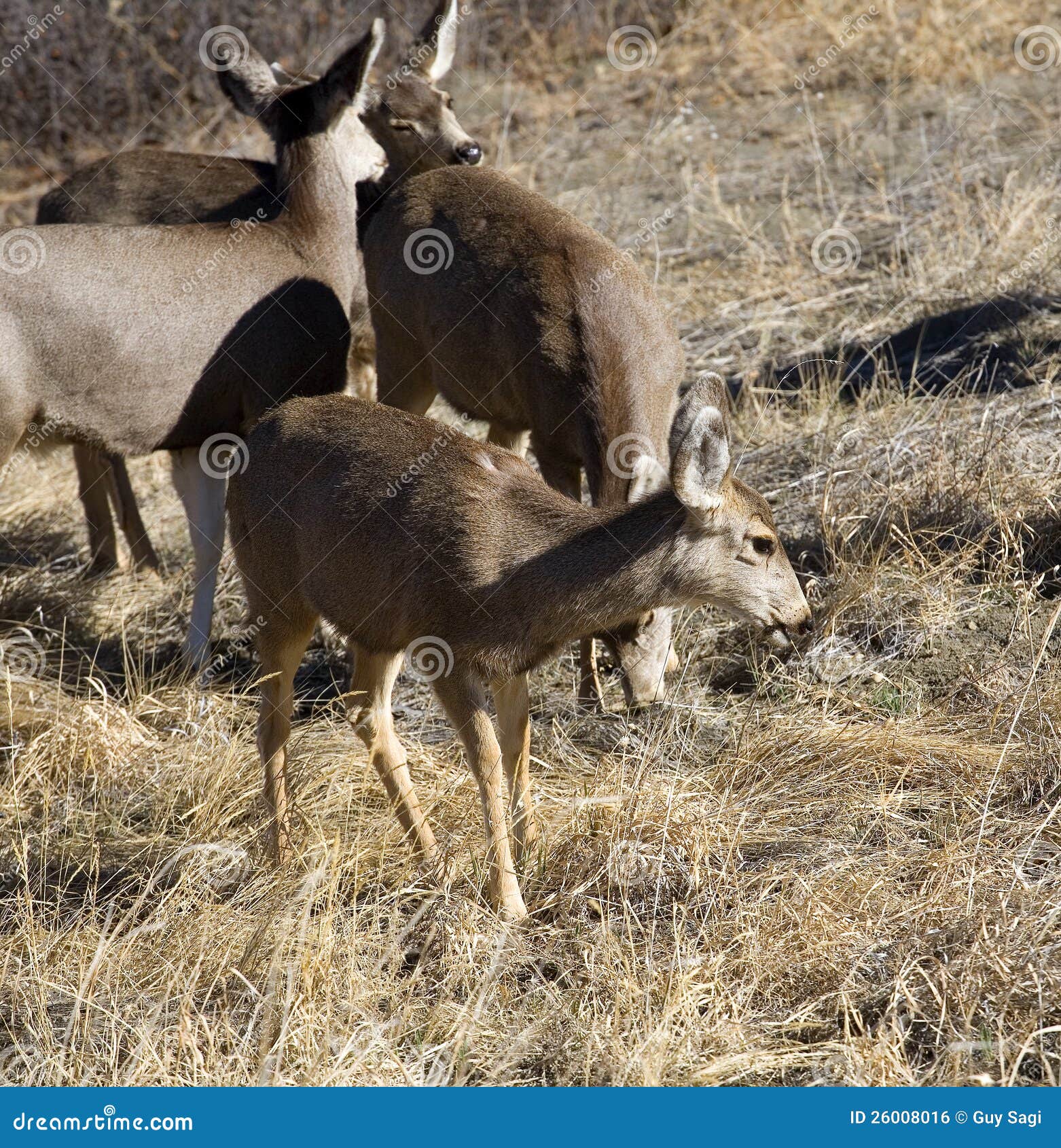 Deer herd stock photo. Image of wild, brown, mule, animal - 26008016