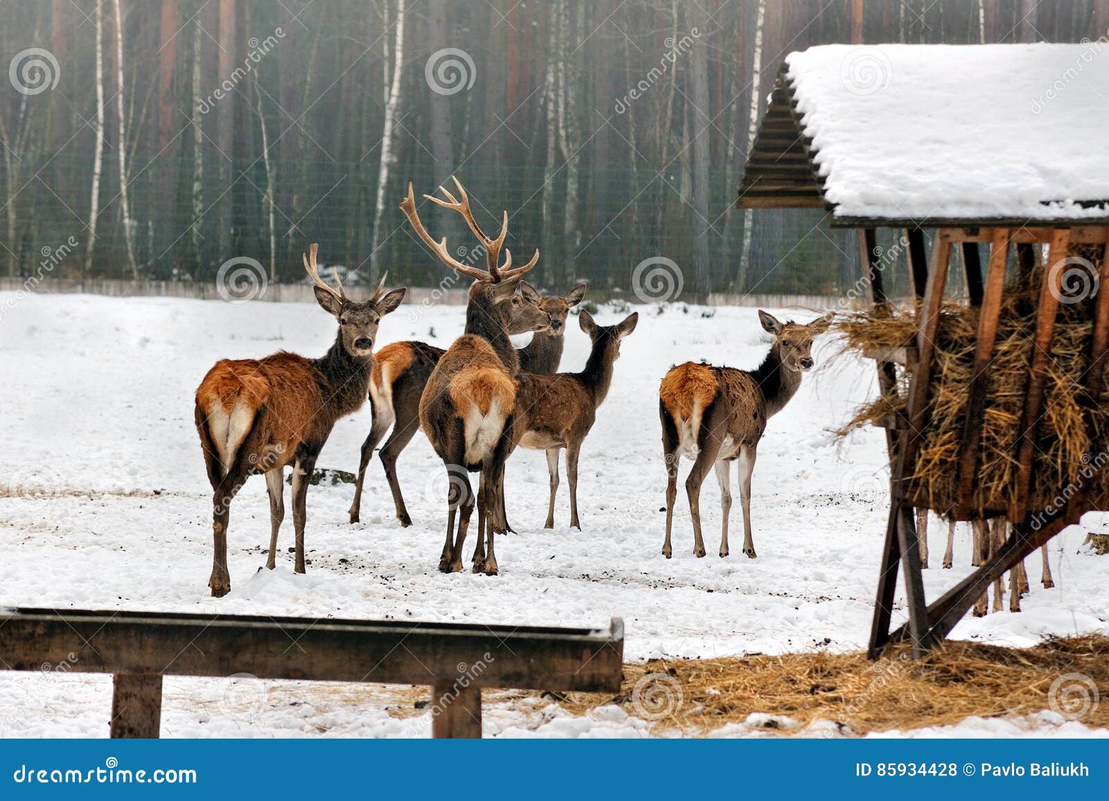 A Deer Herd in Fields Winter Stock Photo - Image of alberta, meadow ...