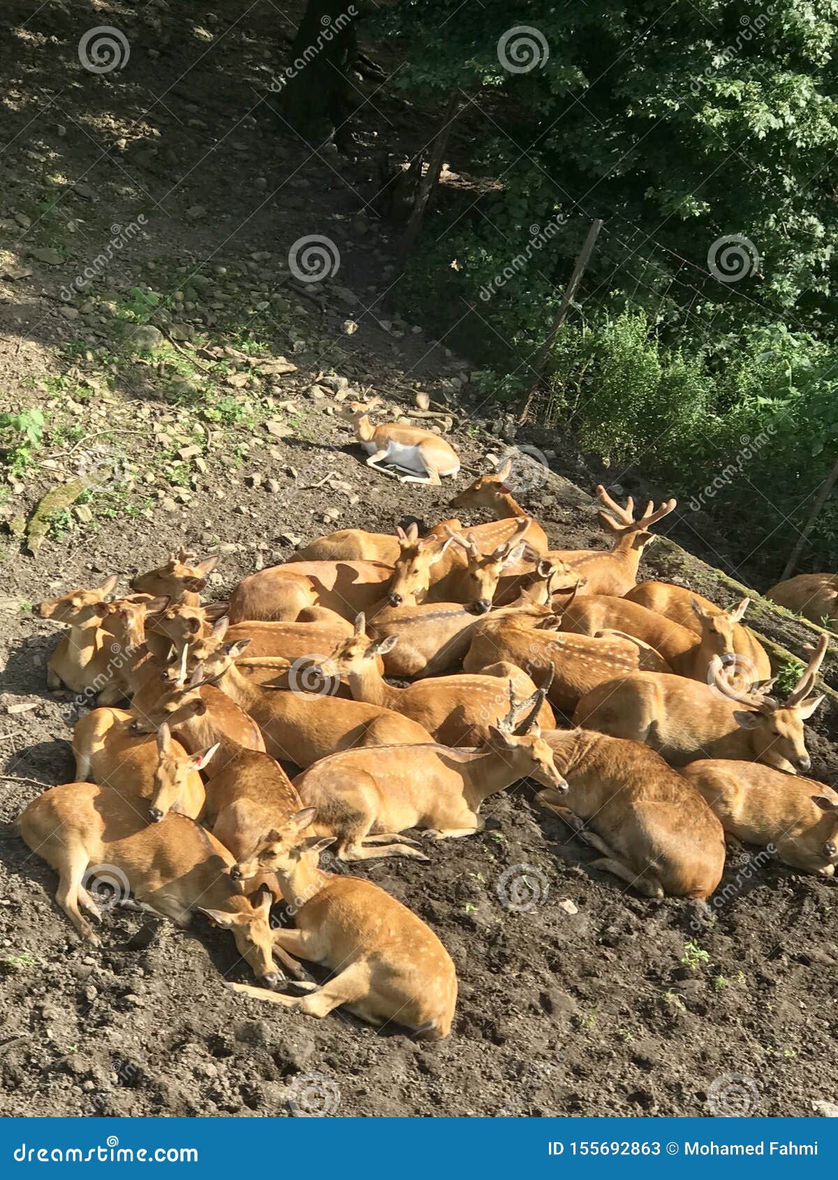 Deer herd stock image. Image of herd, group, nature - 155692863