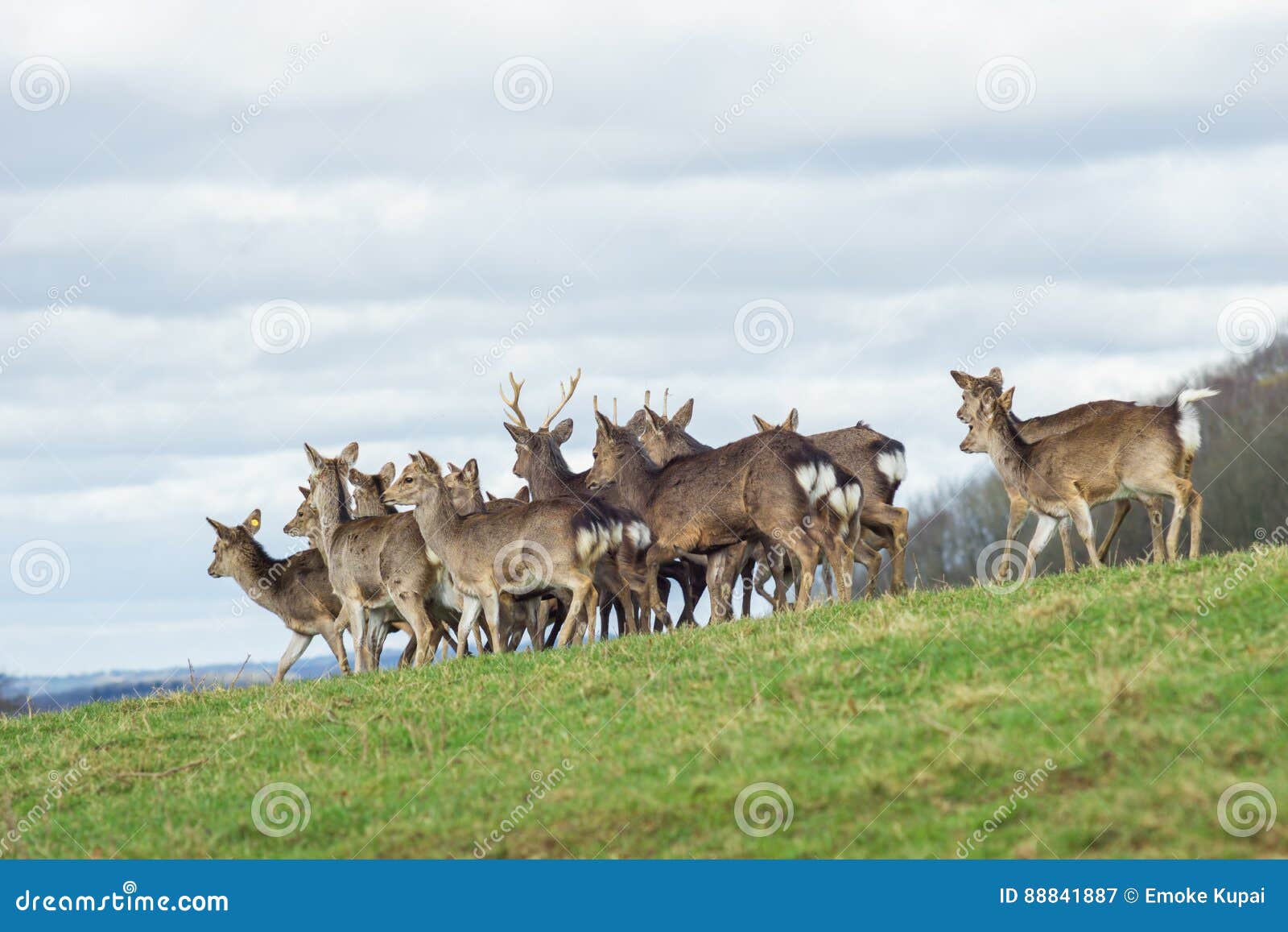 Deer Herd Passing by stock image. Image of england, conservation - 88841887